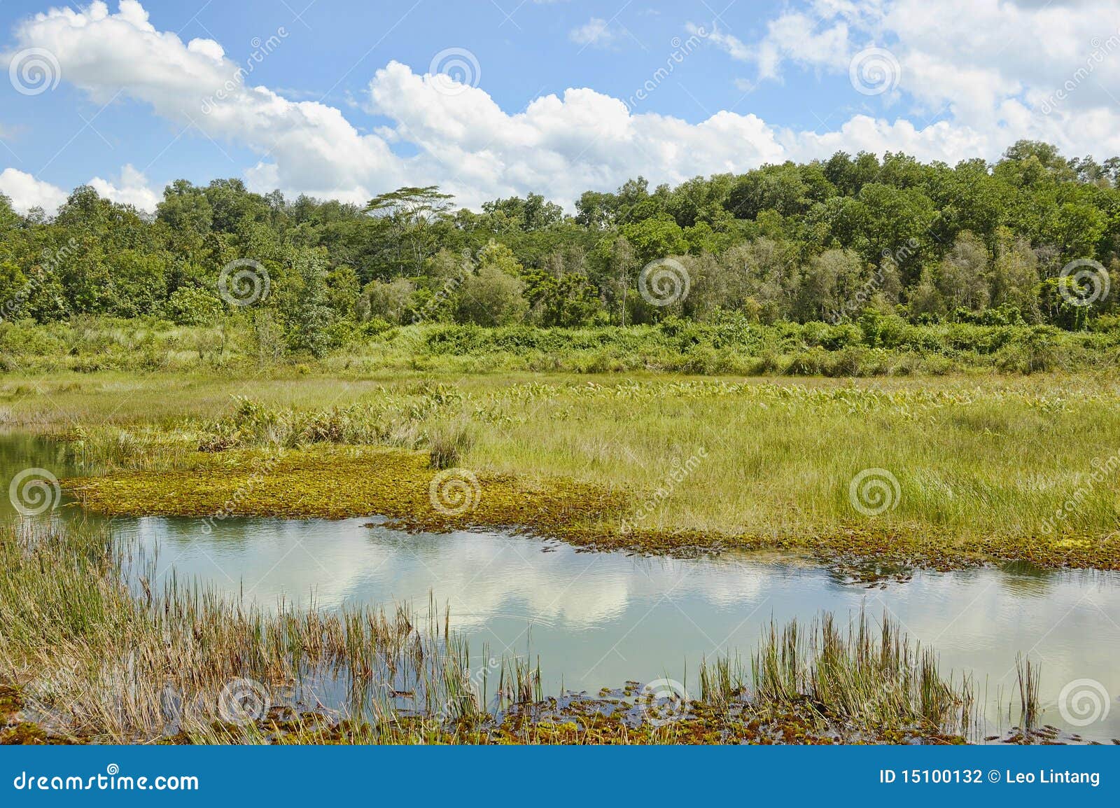 Tropisch Moeras stock foto. Image of vochtigheid, paradijs - 15100132