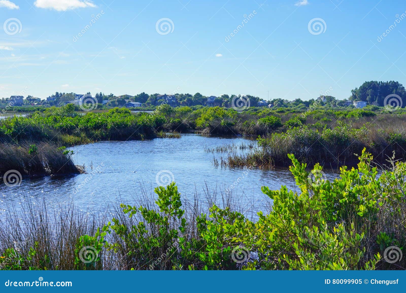 Tropisch Moeras stock afbeelding. Image of hotel, onderaan - 80099905