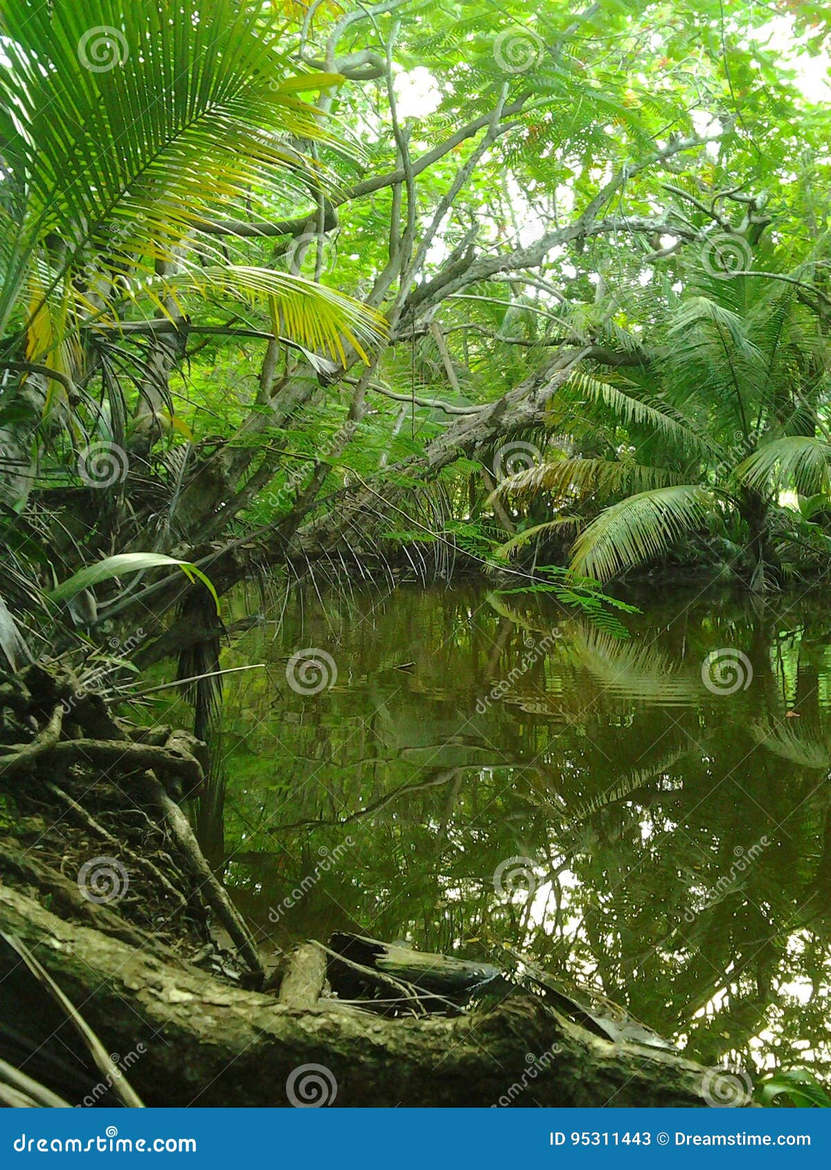 Tropisch Moeras stock afbeelding. Image of organisme - 95311443