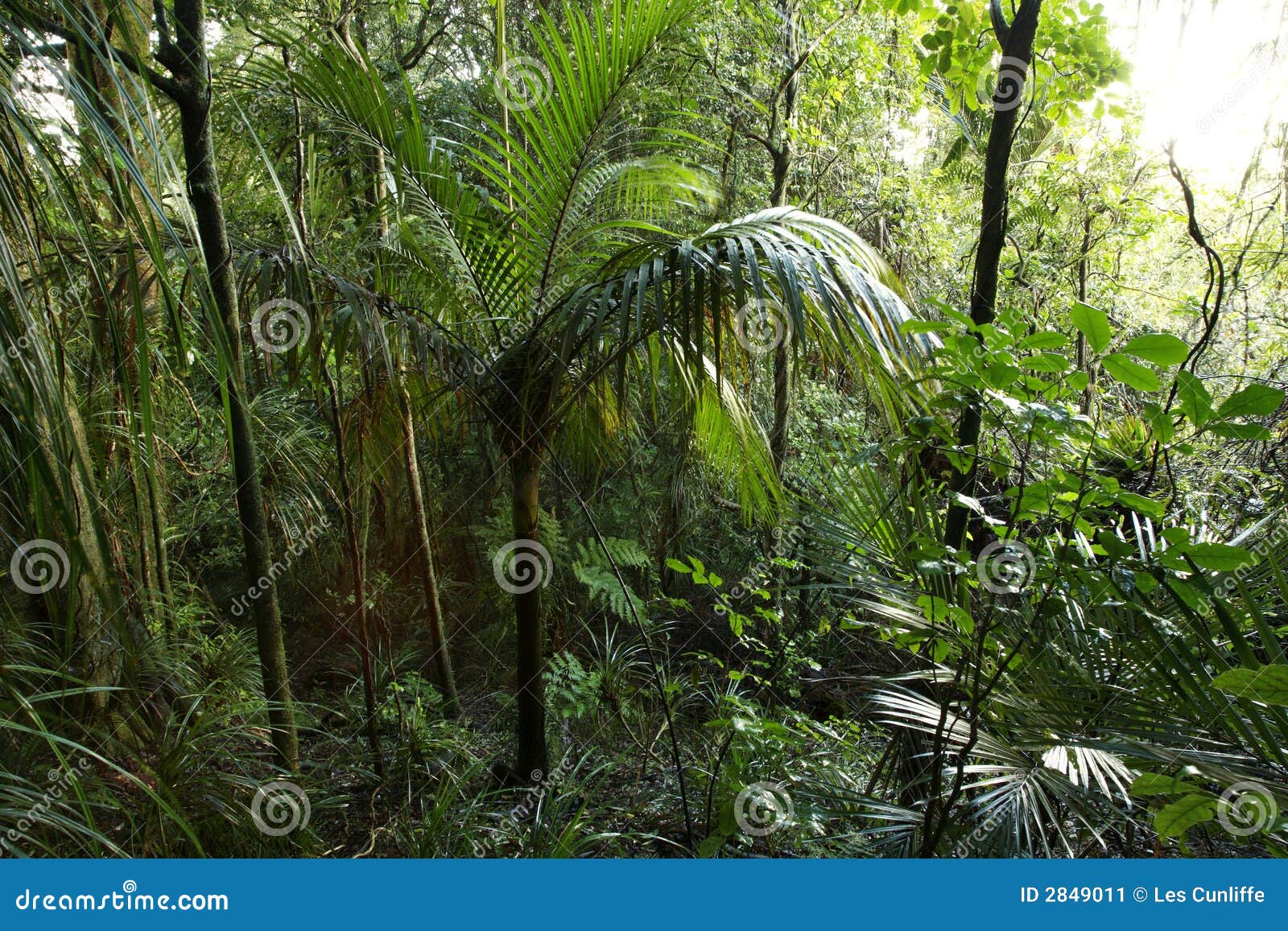 Tropisch regenwoud stock afbeelding. Image of kreupelhout - 2849011