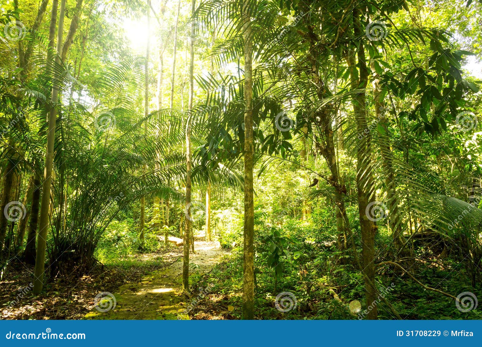 Tropisch regenwoud stock afbeelding. Image of dicht, niemand - 31708229