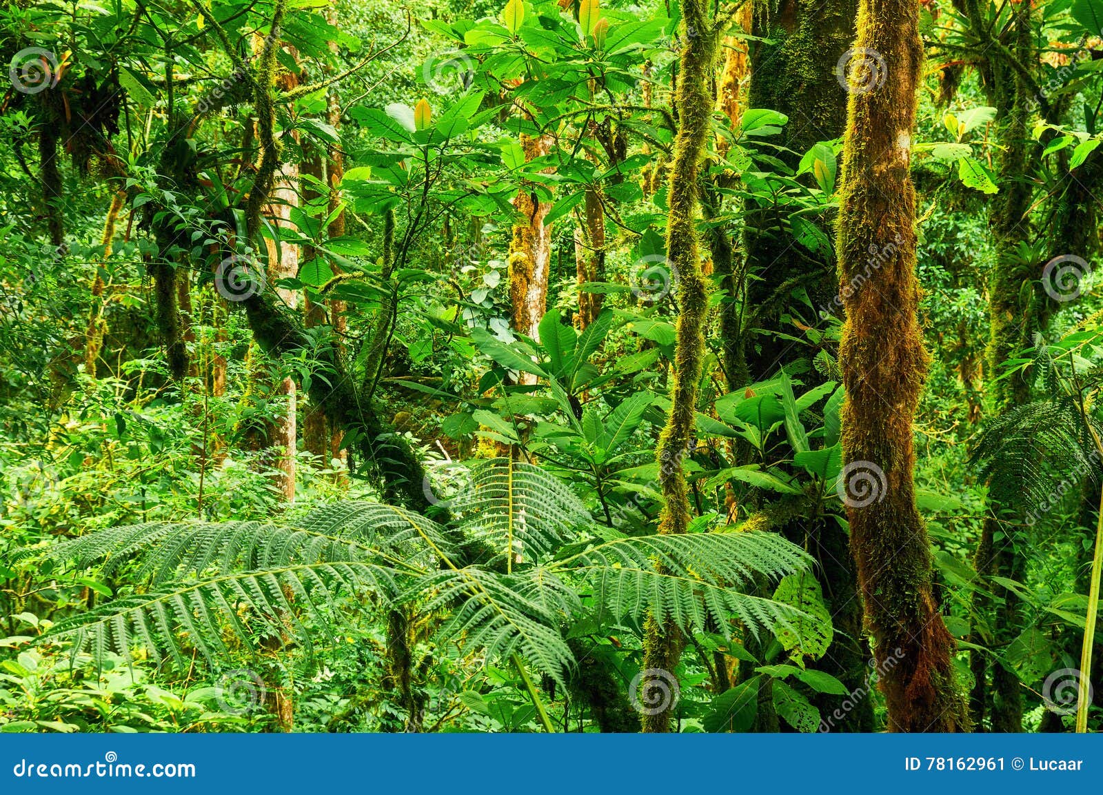 Tropisch regenwoud stock afbeelding. Image of reis, groei - 78162961