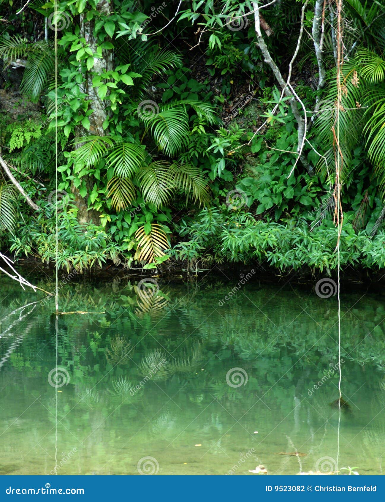 Tropisch regenwoud stock foto. Image of regen, tropisch - 9523082