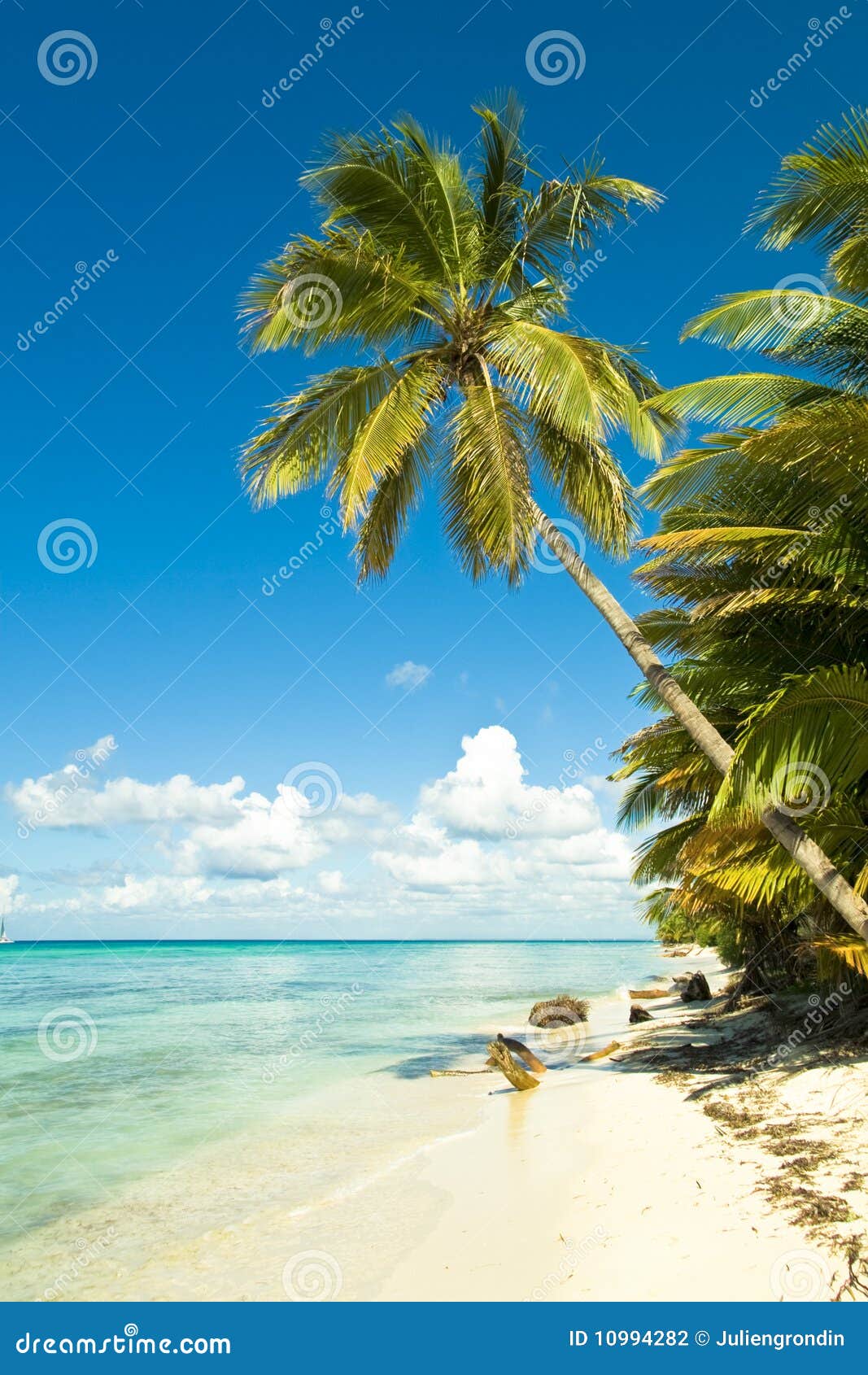 Tropisch strand stock foto. Image of vakantie, heet, palm - 10994282
