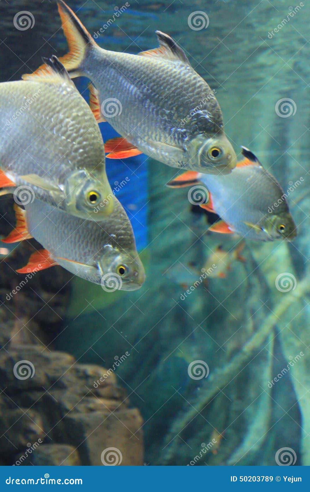 Tropische aquariumvissen stock afbeelding. Image of sereniteit - 50203789