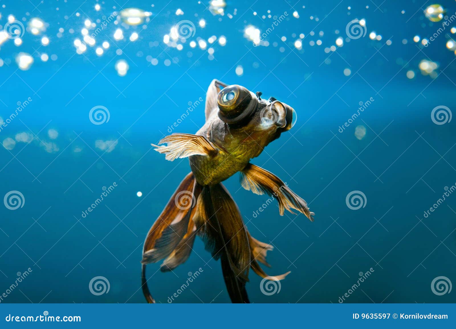 Tropische aquariumvissen stock afbeelding. Image of tropisch - 9635597