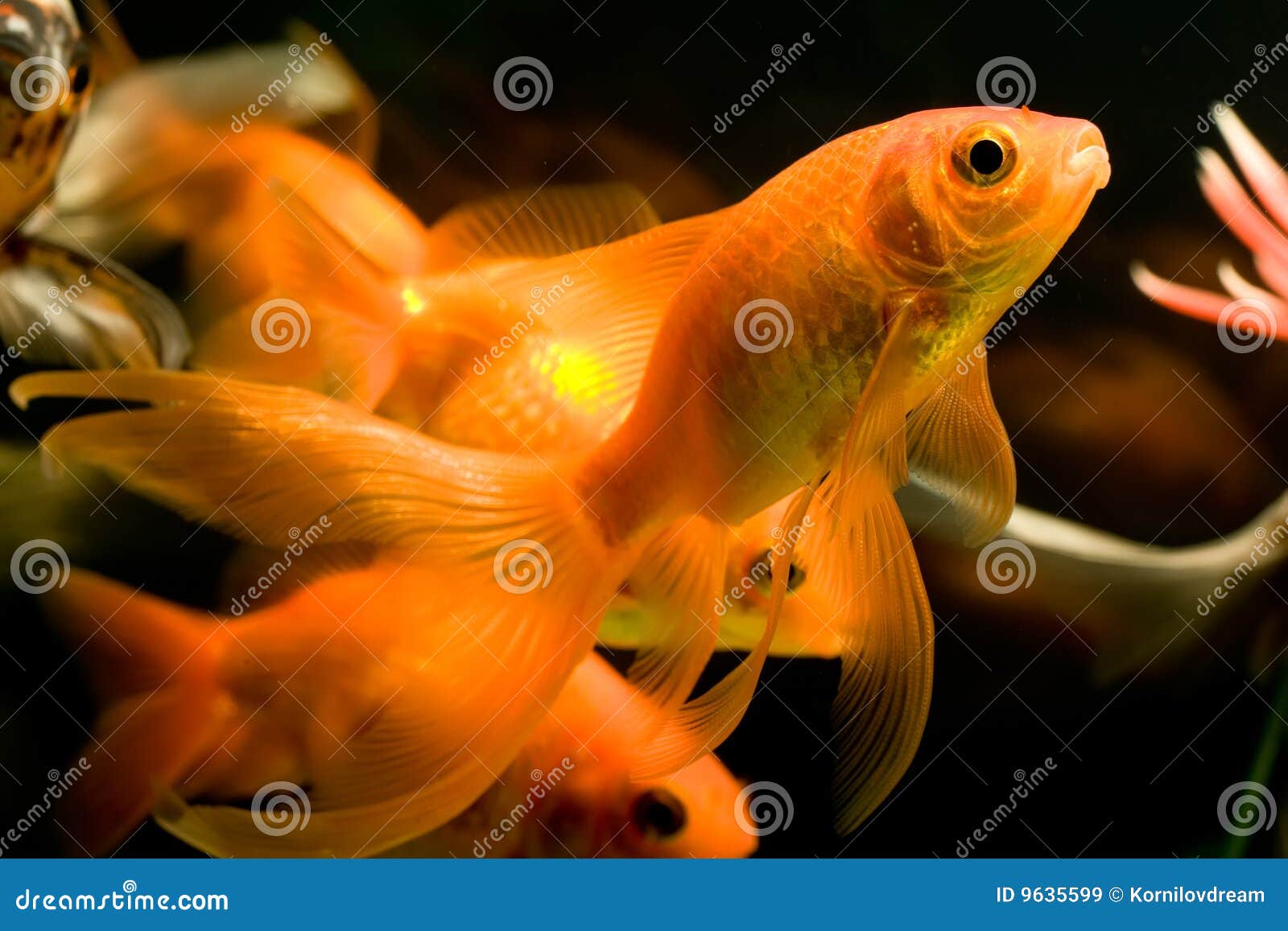 Tropische aquariumvissen stock afbeelding. Image of installatie - 9635599