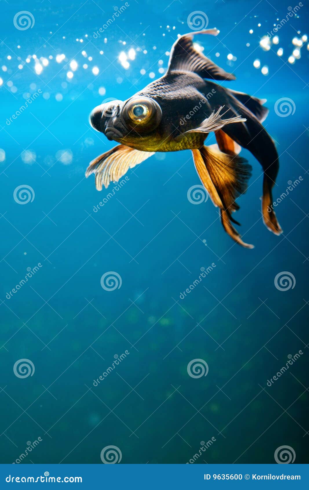 Tropische aquariumvissen stock foto. Image of oceaan, aquarium - 9635600