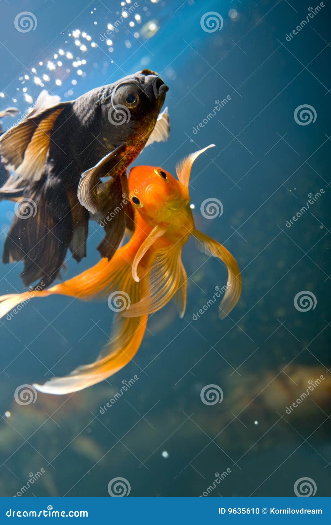 Tropische aquariumvissen stock foto. Image of levendig - 9635610