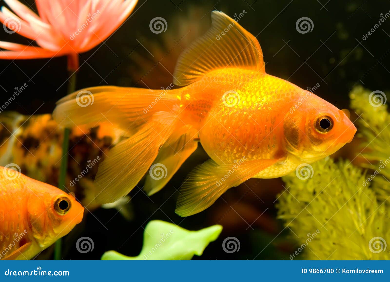 Tropische aquariumvissen stock foto. Image of diep, dier - 9866700