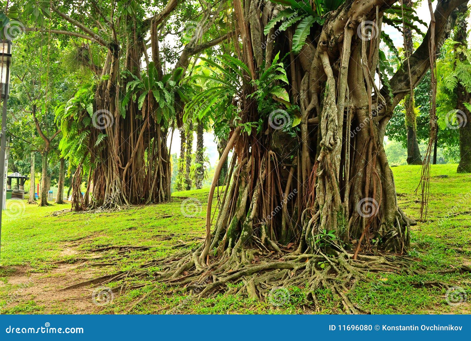 Tropische Bäume stockfoto. Bild von wurzel, blatt, vegetation - 11696080