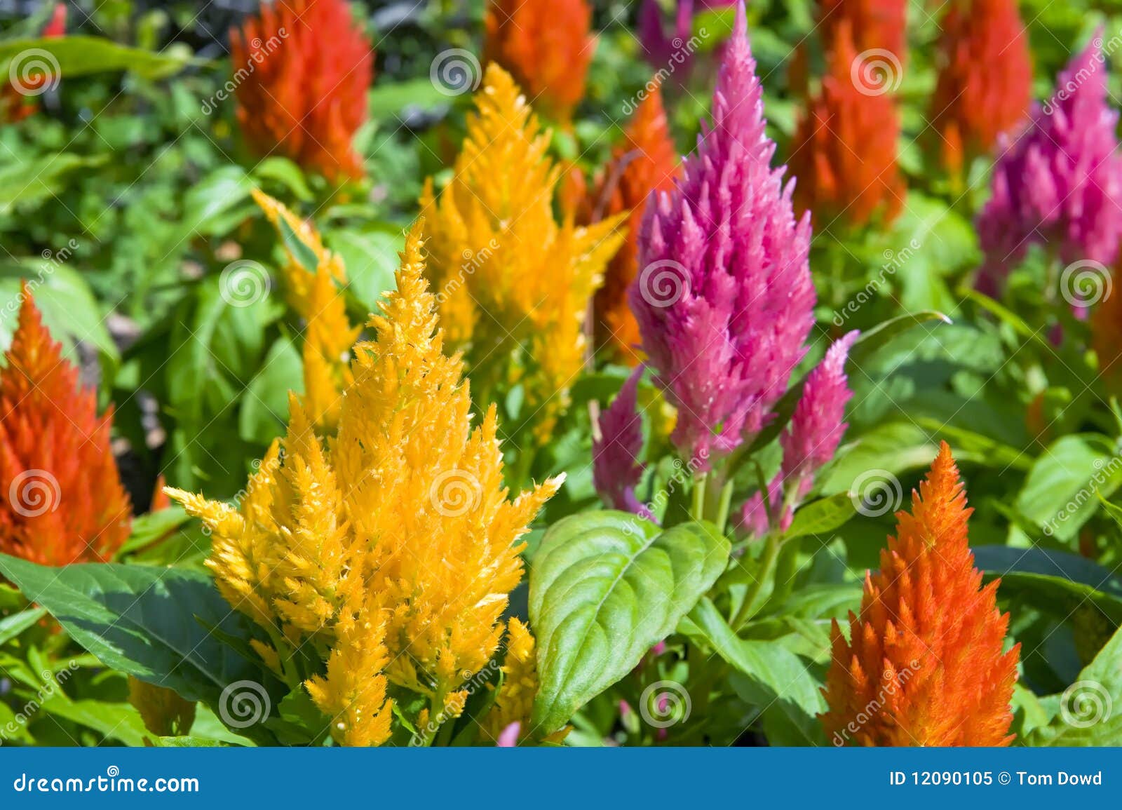 Tropische Blumen stockbild. Bild von pflanzen, gelb, orange - 12090105