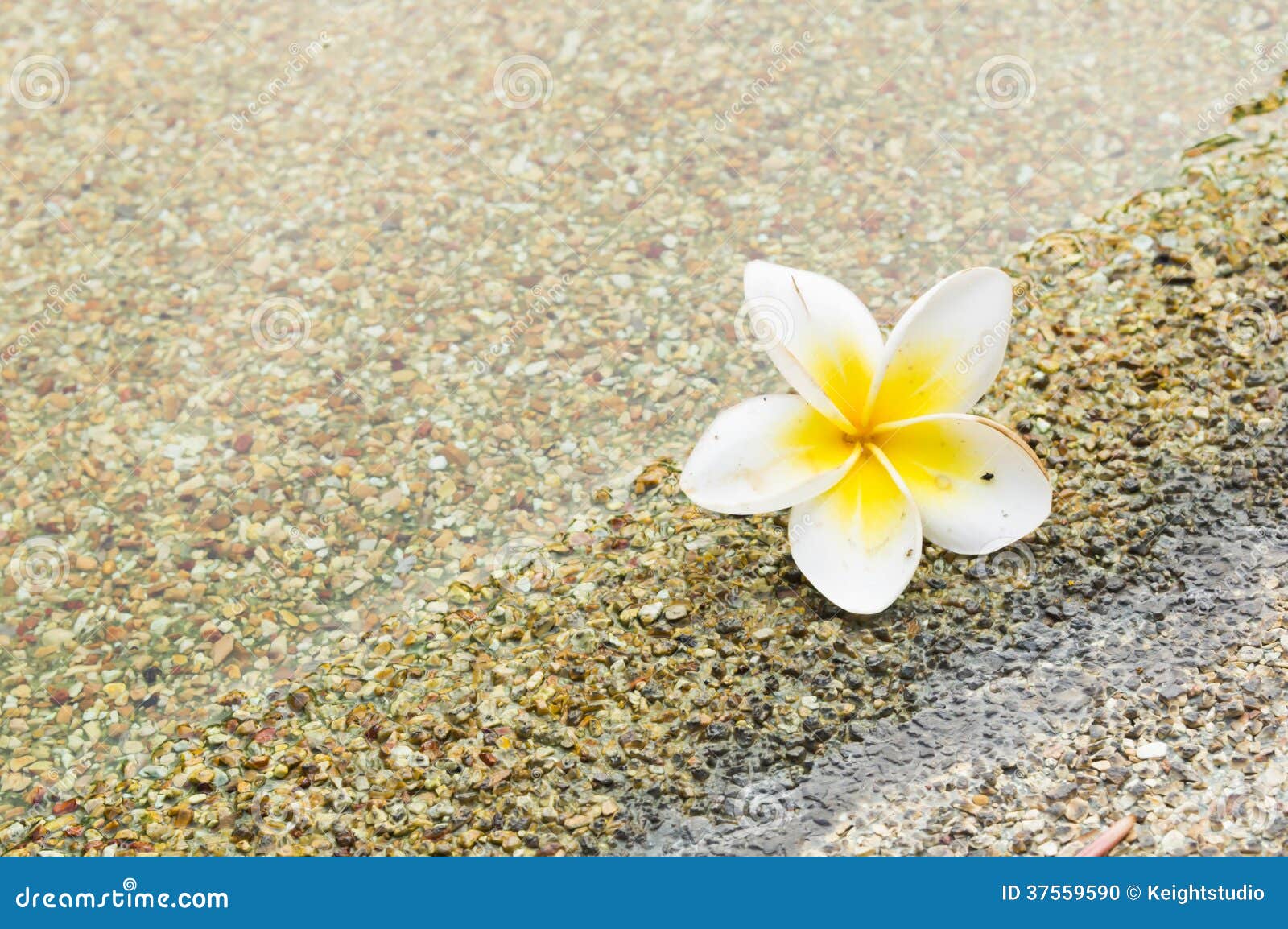 Tropische Blumen stockfoto. Bild von gold, jasmin, hintergrund - 37559590