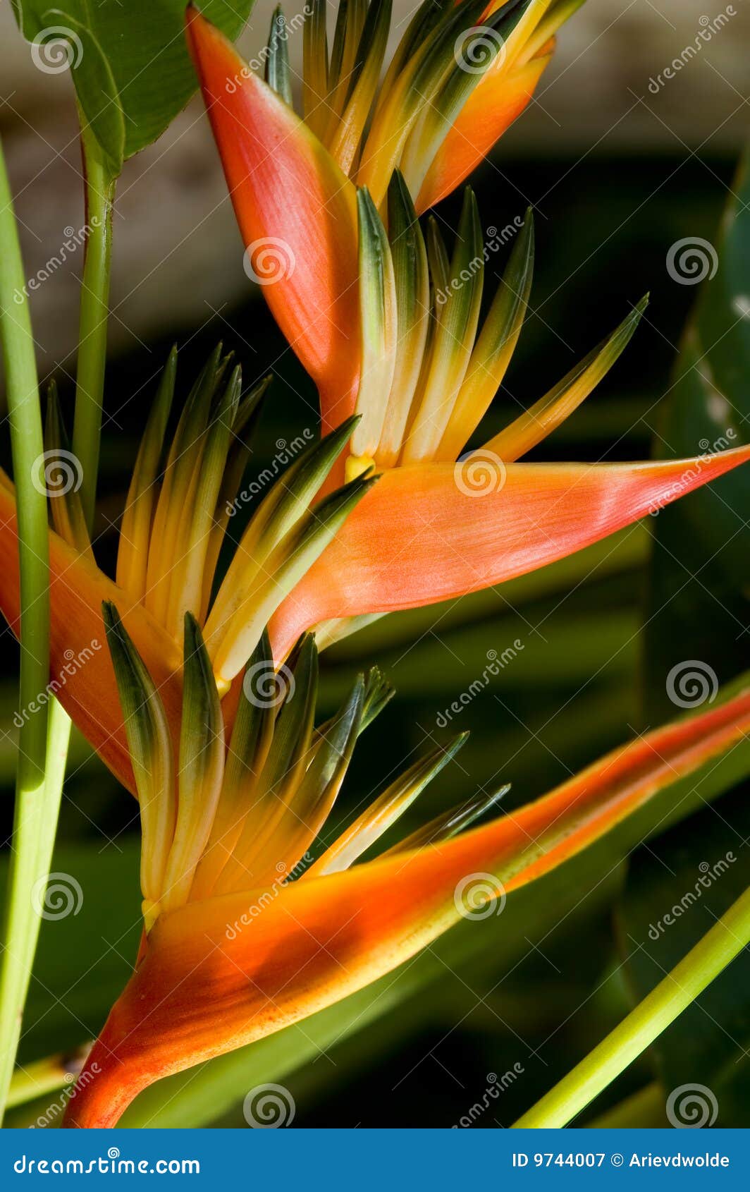 Tropische Blumen stockbild. Bild von betrieb, auszug, blumen - 9744007