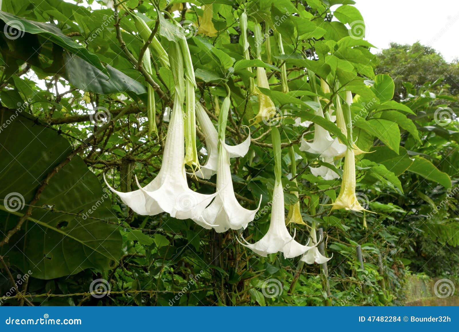 Tropische Blumen in Einem Regenwald Stockfoto - Bild von empfindlich ...