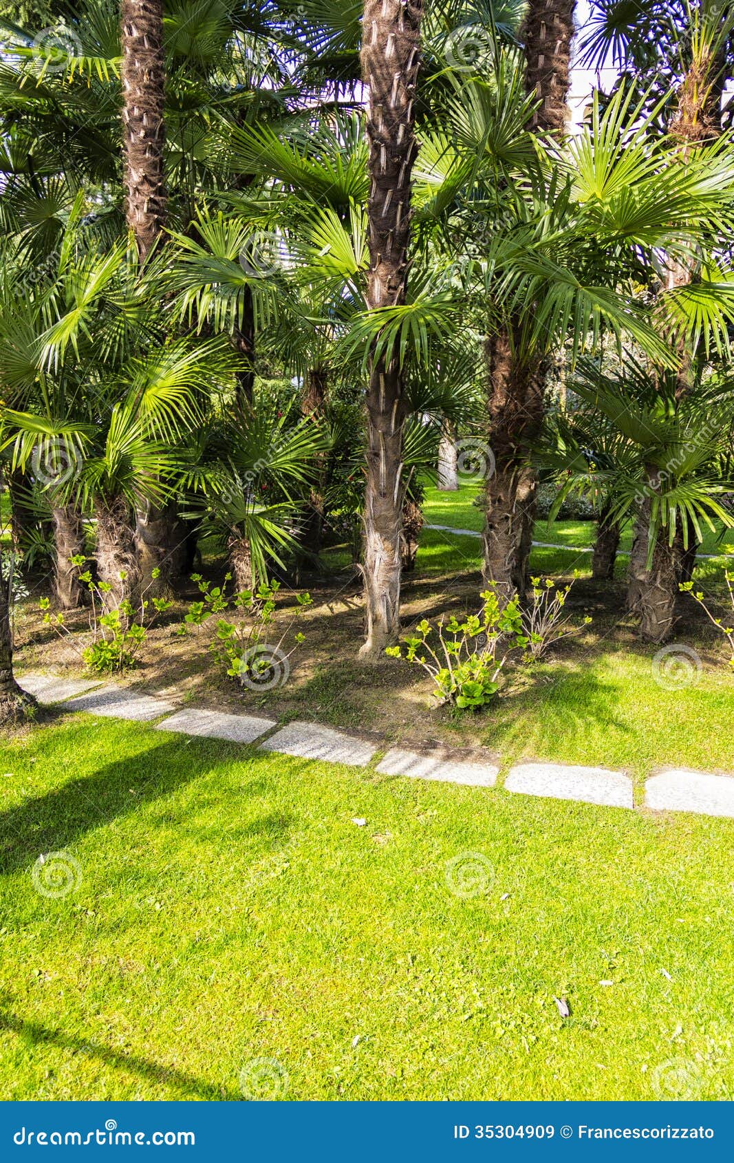 Tropische Bomen stock afbeelding. Image of altijdgroen - 35304909