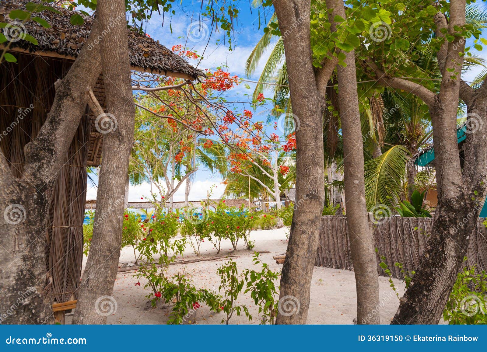 Tropische Bomen Op Het Eiland Stock Foto - Image of tropisch, groen ...