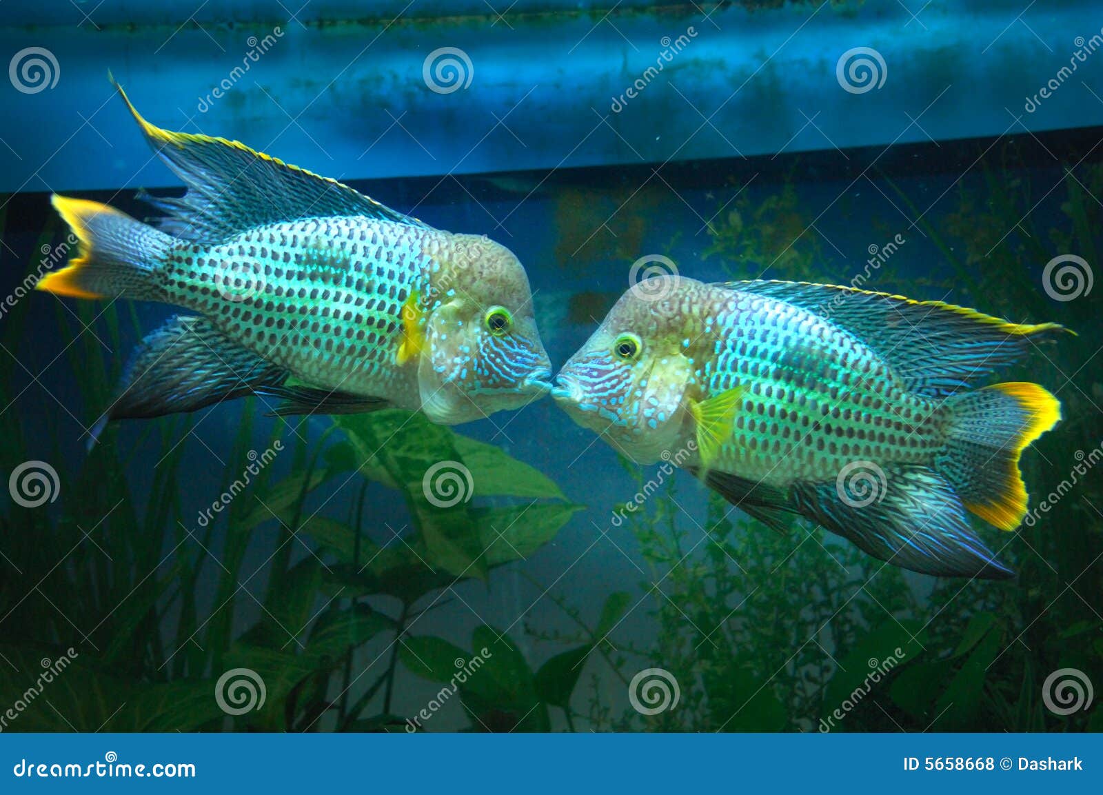 Tropische Fische stockfoto. Bild von tiefe, fischartig - 5658668