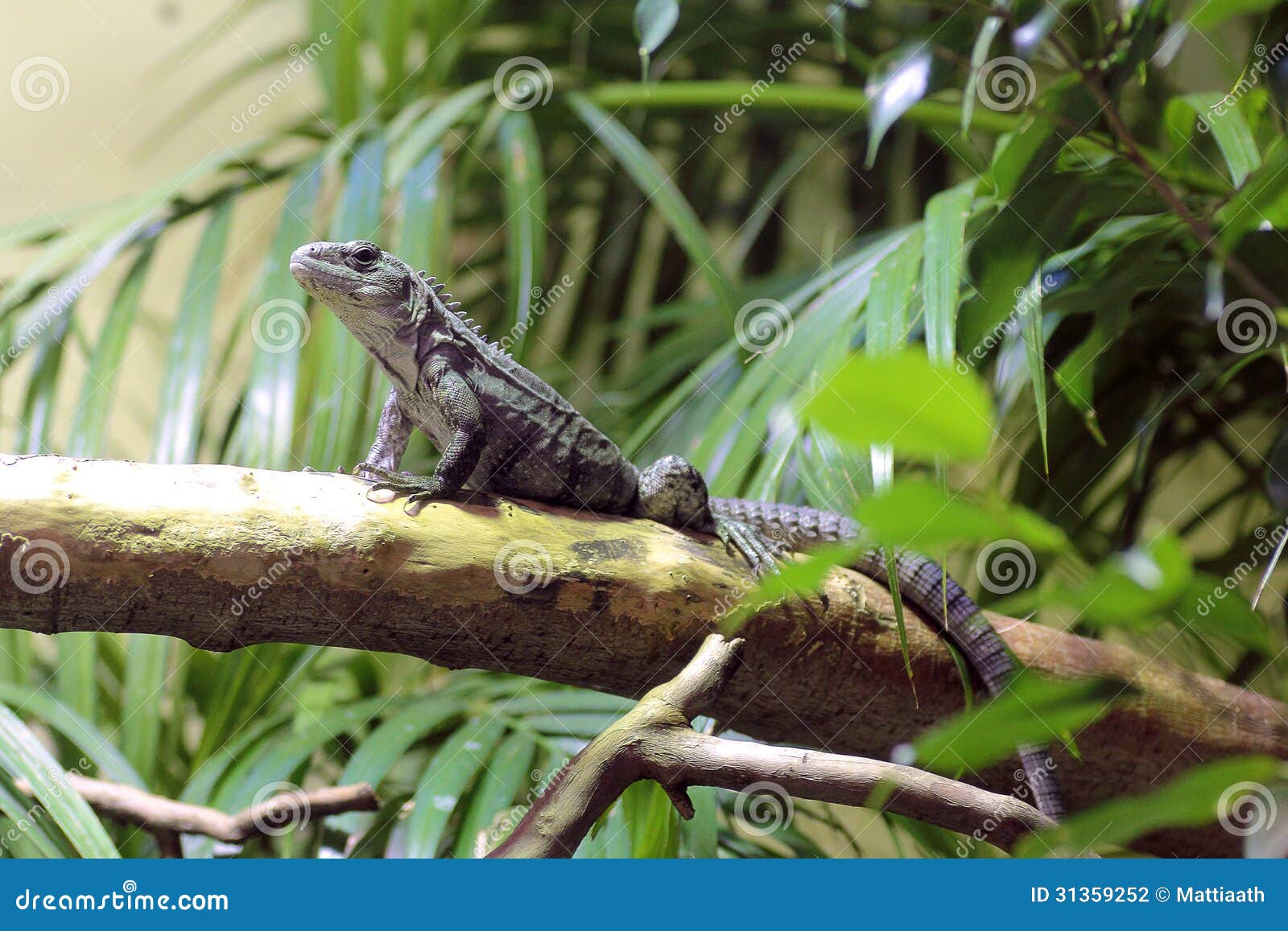 Tropische Hagedis Op Een Tak Stock Foto - Image of gebladerte, leguaan ...