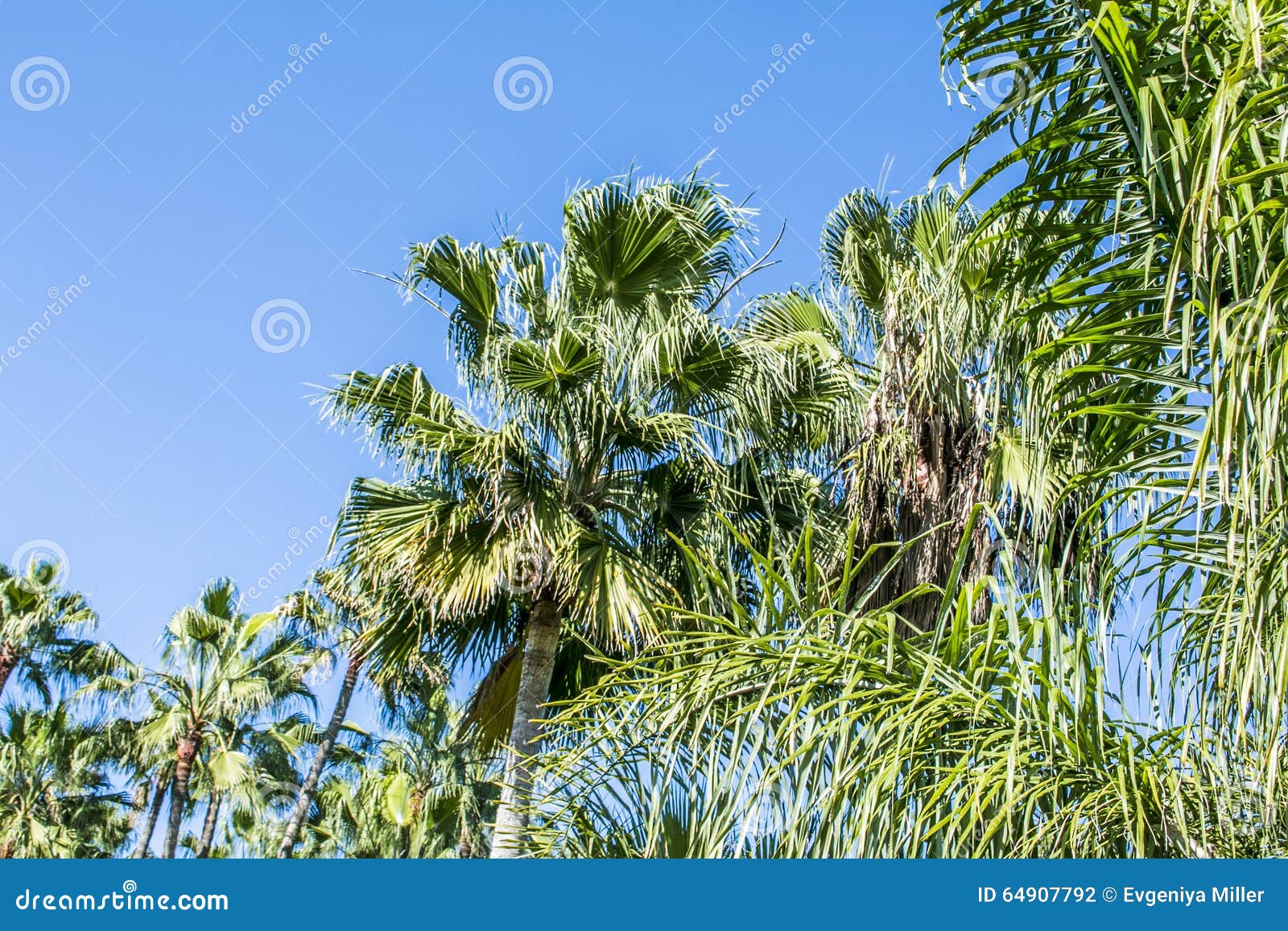 Tropische Insel mit Palmen stockfoto. Bild von traum - 64907792