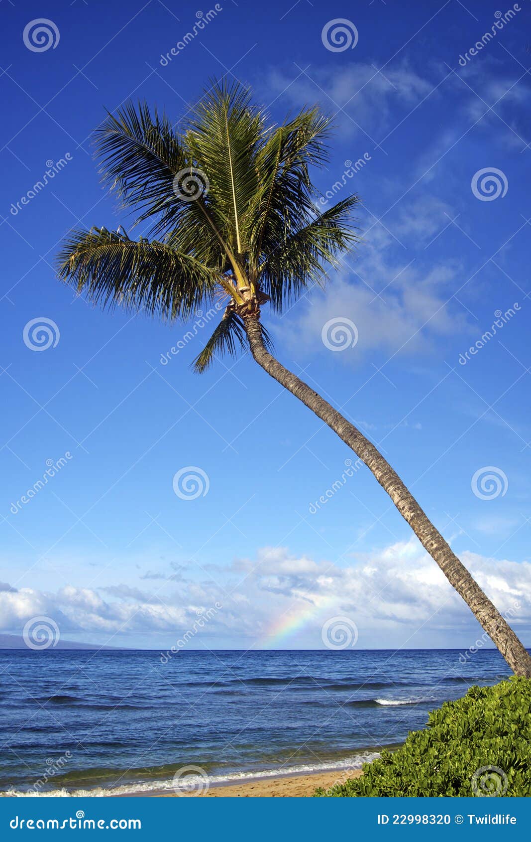 Tropische Insel-Palme stockfoto. Bild von maui, ruhig - 22998320