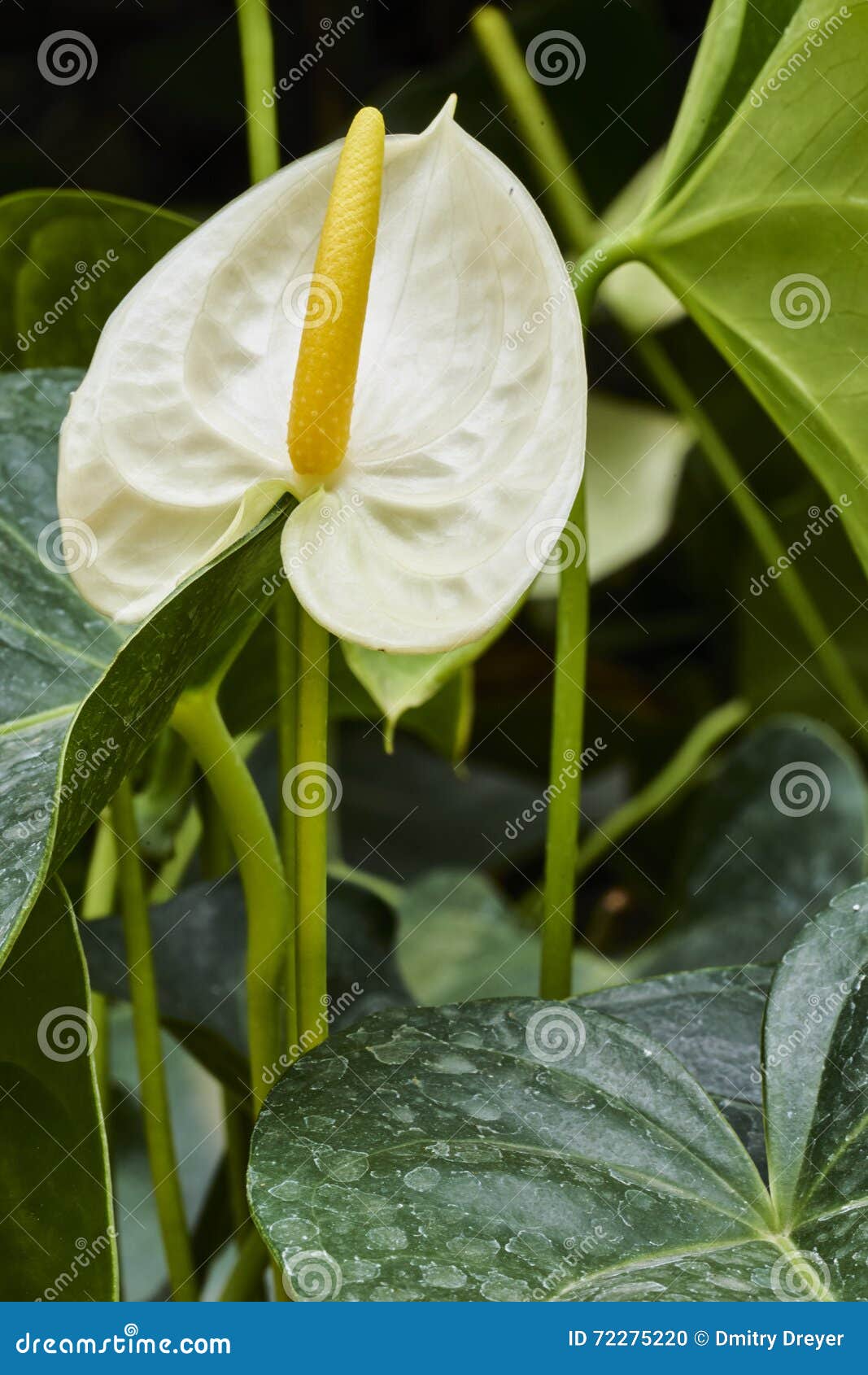 Tropische Kala-bloem stock foto. Image of plantkunde - 72275220