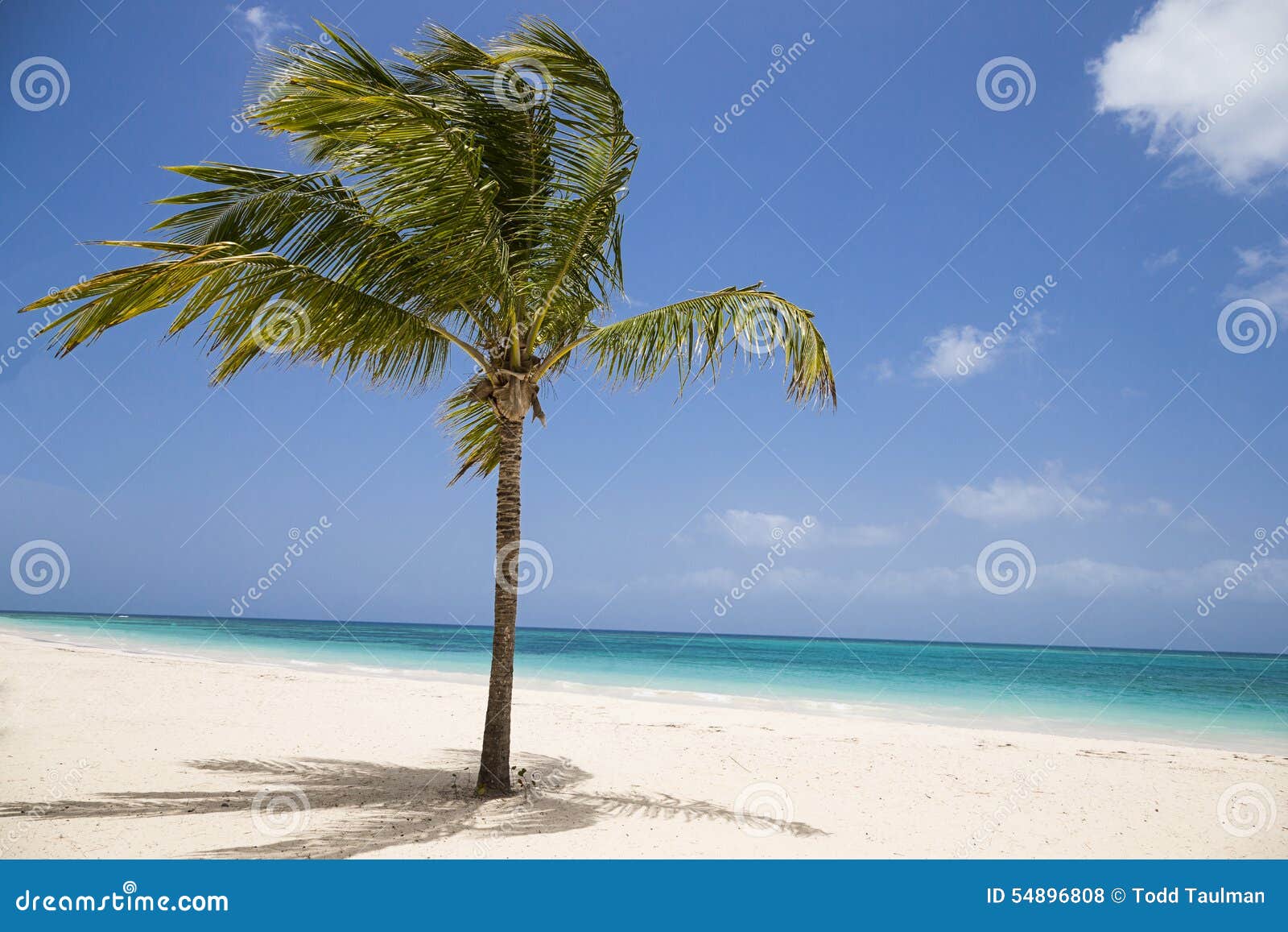 Tropische Palm Op Het Strand Stock Foto - Image of palm, strand: 54896808
