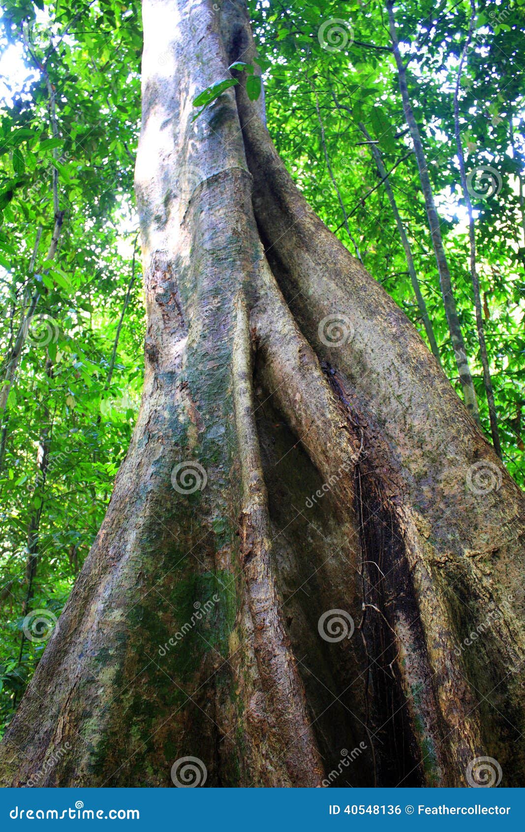 Tropische Regenwoud Grote Boom Stock Foto - Image of thailand ...