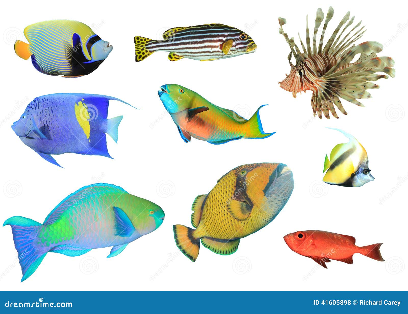 Tropische Rifffische Getrennt Stockfoto - Bild von farbe, schnitt: 41605898