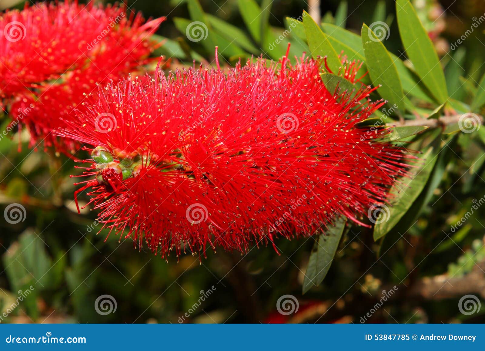 Tropische Rode Bloem stock afbeelding. Image of keerkringen - 53847785