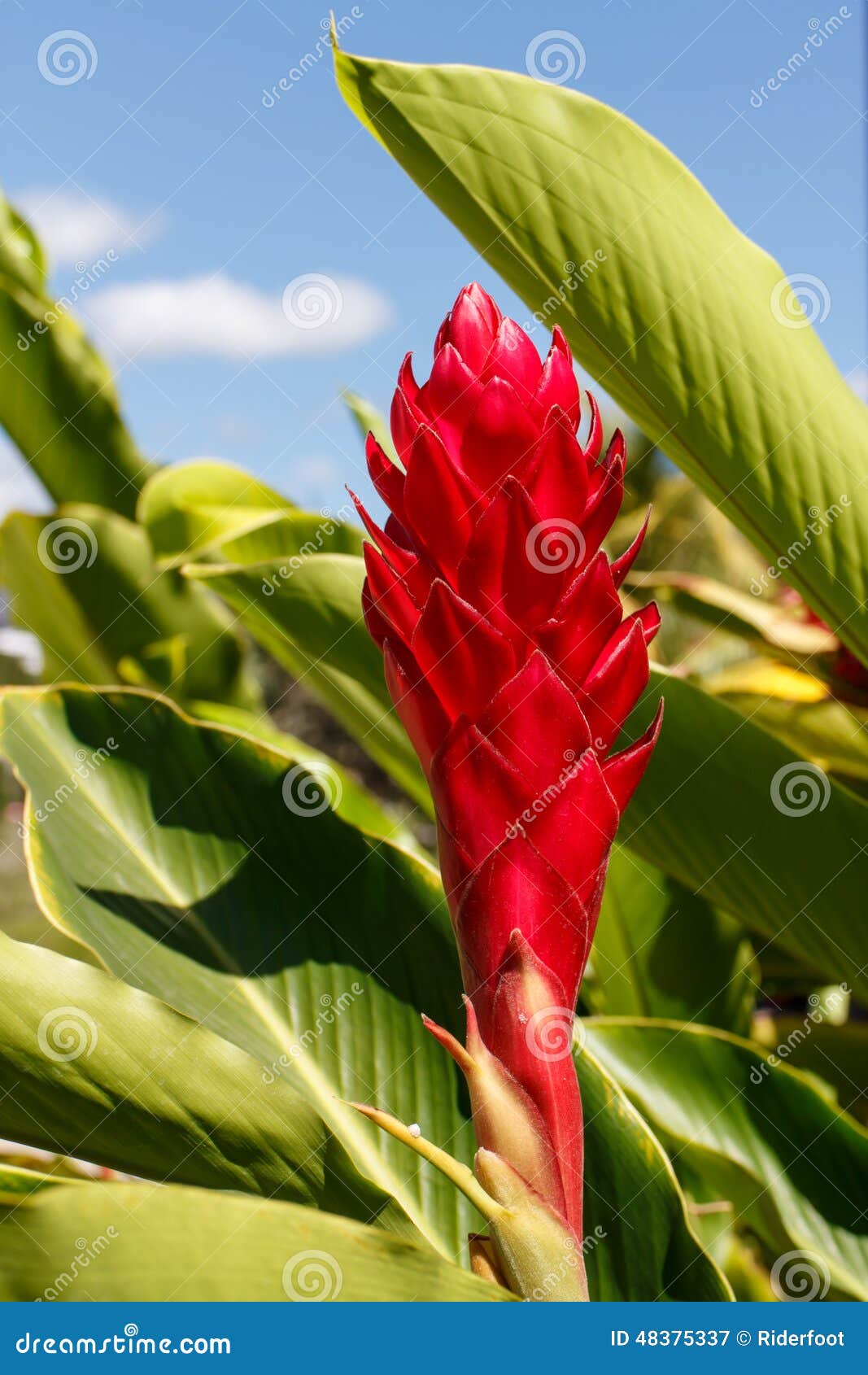 Tropische Rode Bloem in Detail Stock Afbeelding - Image of groen ...