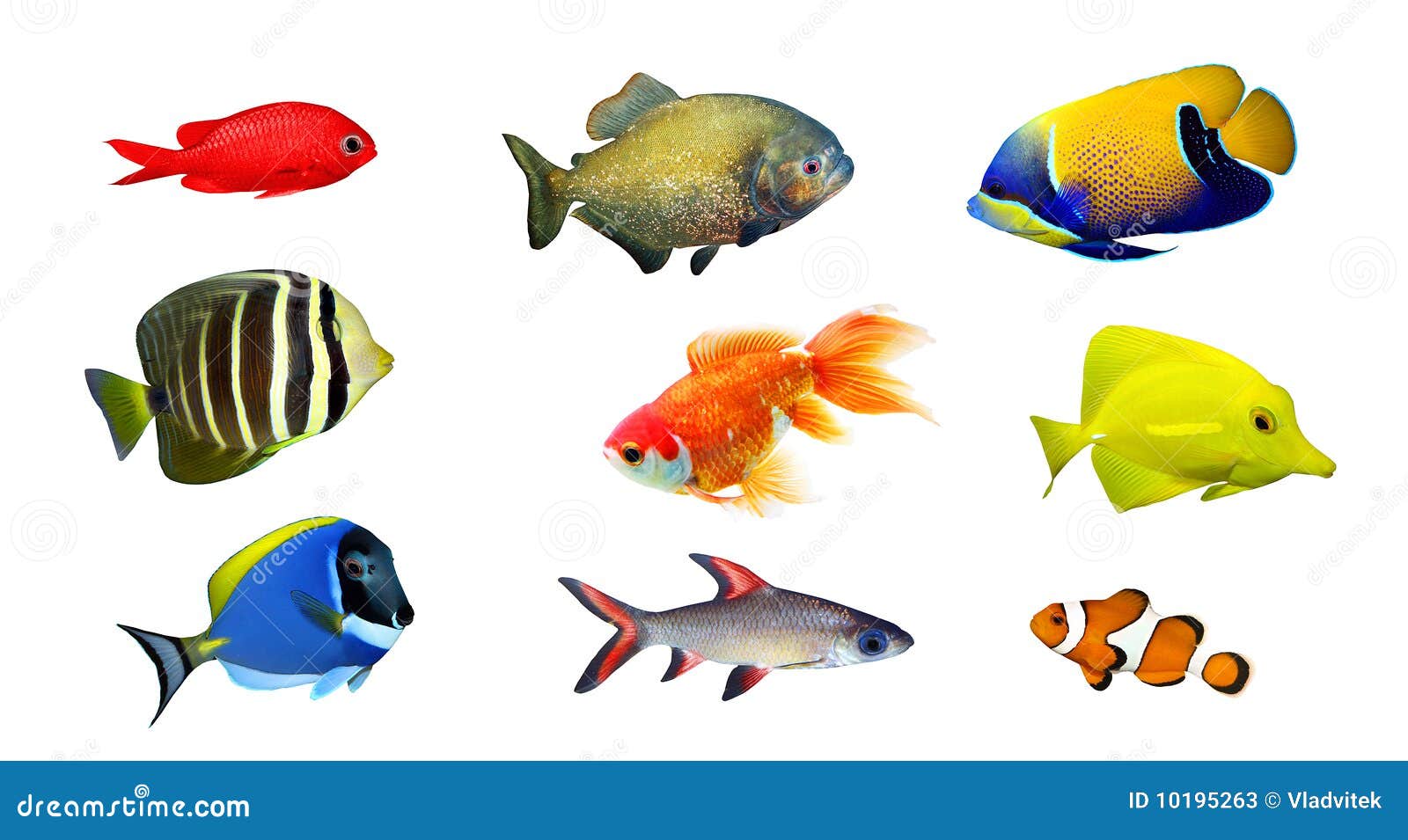 Tropische vissen stock afbeelding. Image of oceaan, leven - 10195263