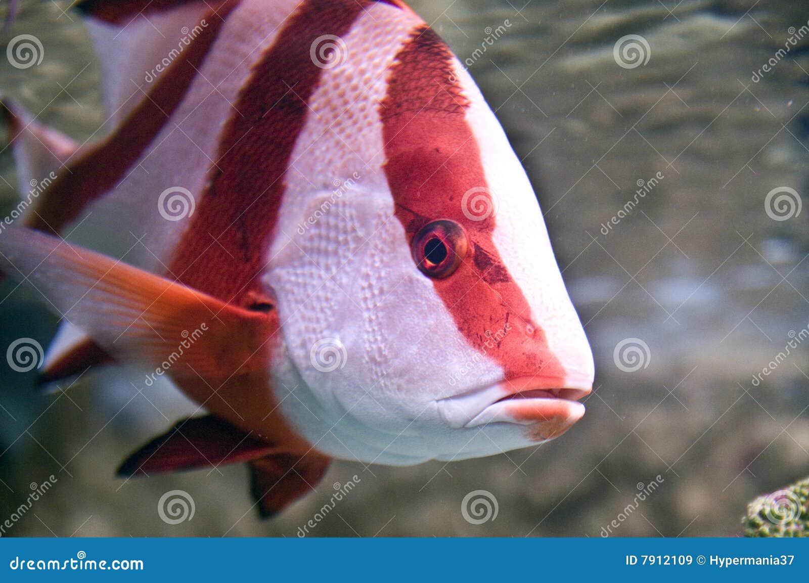 Tropische vissen stock afbeelding. Image of overzees, nave - 7912109