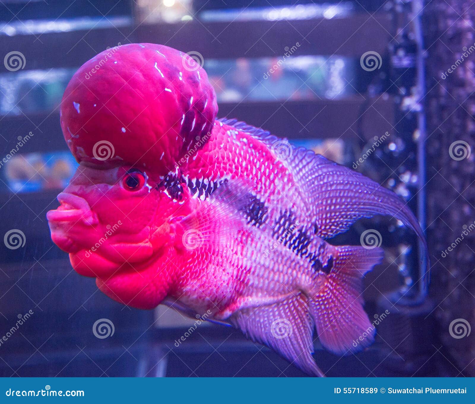 Tropische Vissen Rode Cichlid Stock Afbeelding - Image of fauna, koraal ...