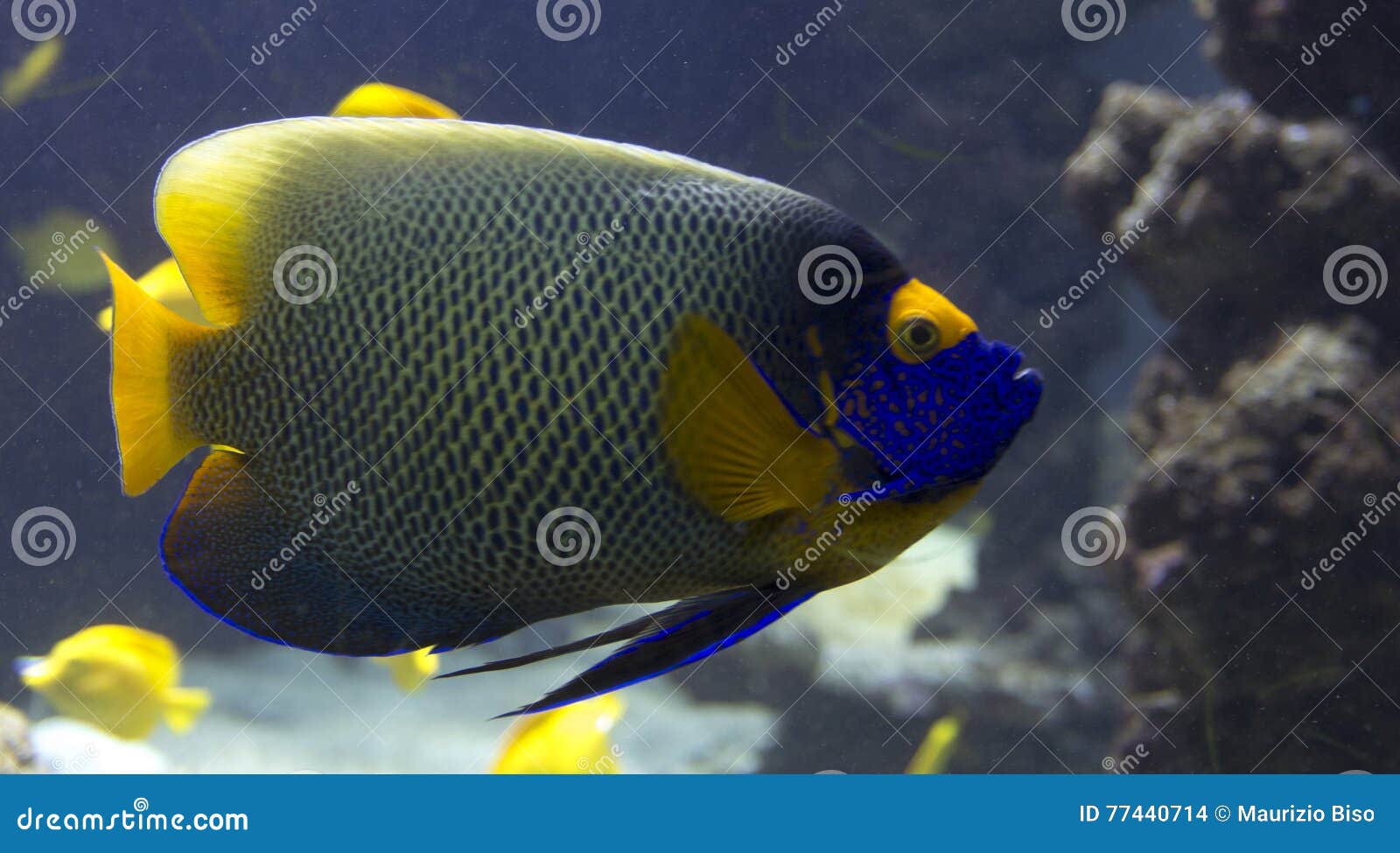 Tropische Vissen, Vis-engel, Stock Foto - Image of aquarium, overzees ...