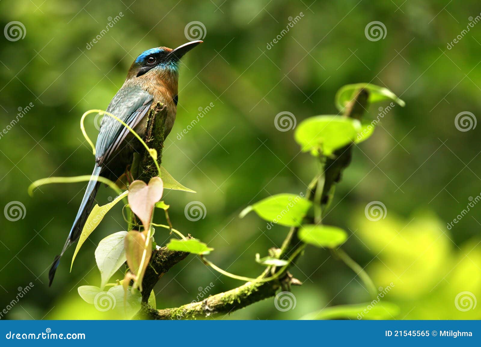 Tropische Vogel in Costa Rica Stock Afbeelding - Image of neergestreken ...