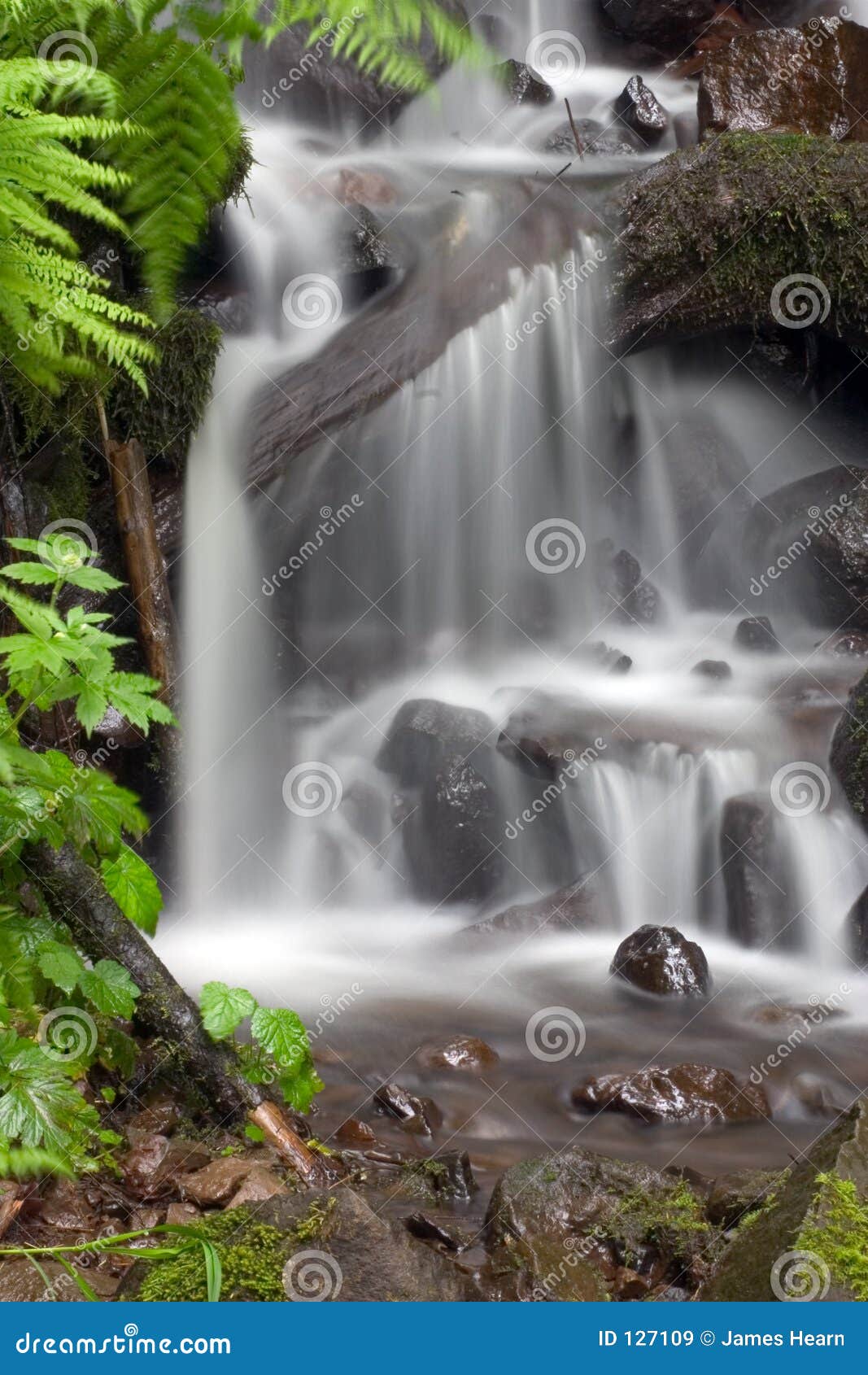 Tropische waterval. stock afbeelding. Image of varen, waterval - 127109