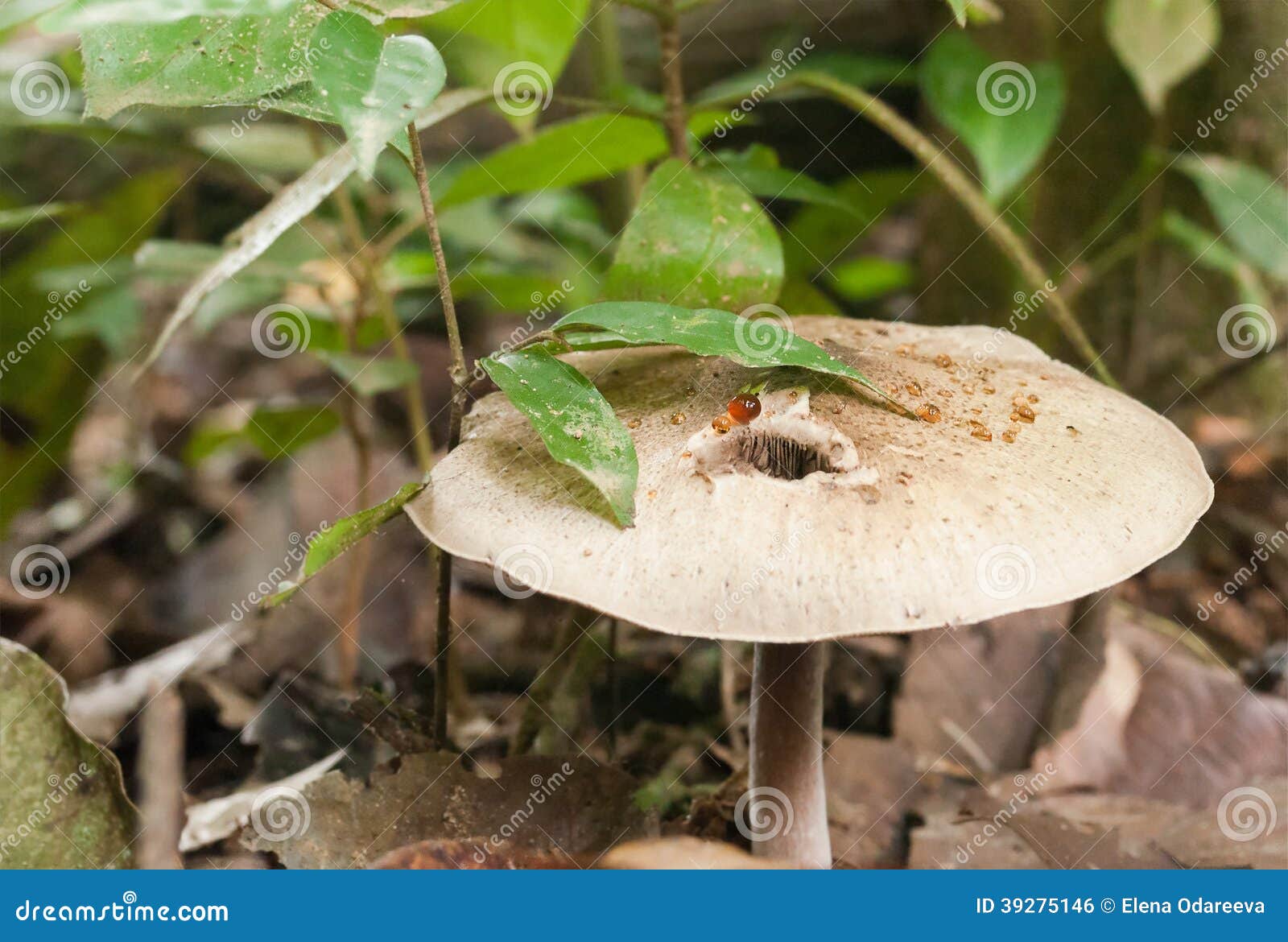 Tropischer Pilz Im Regenwald Stockfoto - Bild von pilz, asiatisch: 39275146