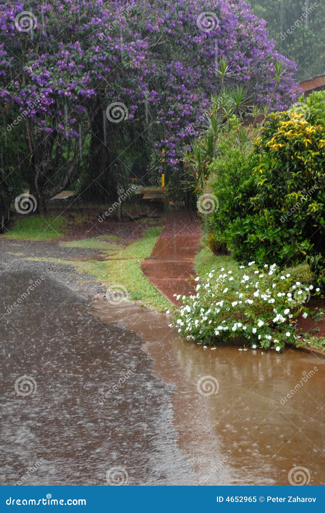Tropischer Regen Im Garten. Stockbild - Bild von bunt, tropisch: 4652965