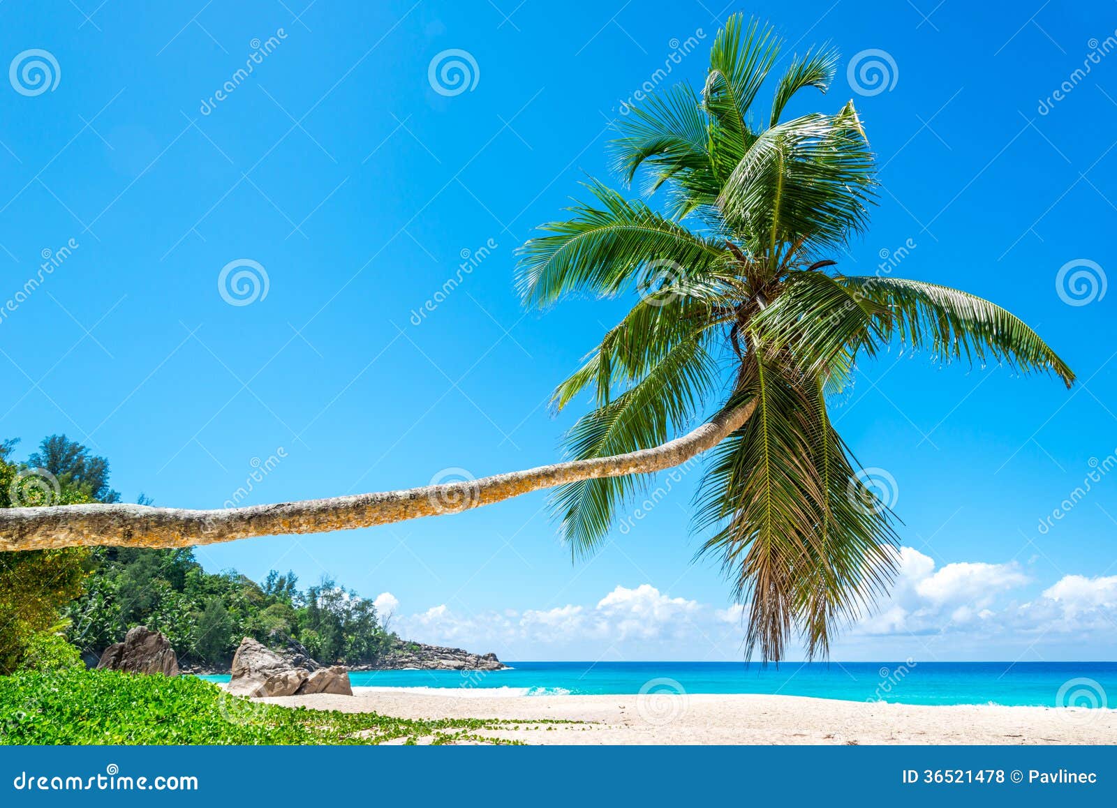 Tropischer Strand Mit Palme Stockfoto - Bild von betrieb, schön: 36521478