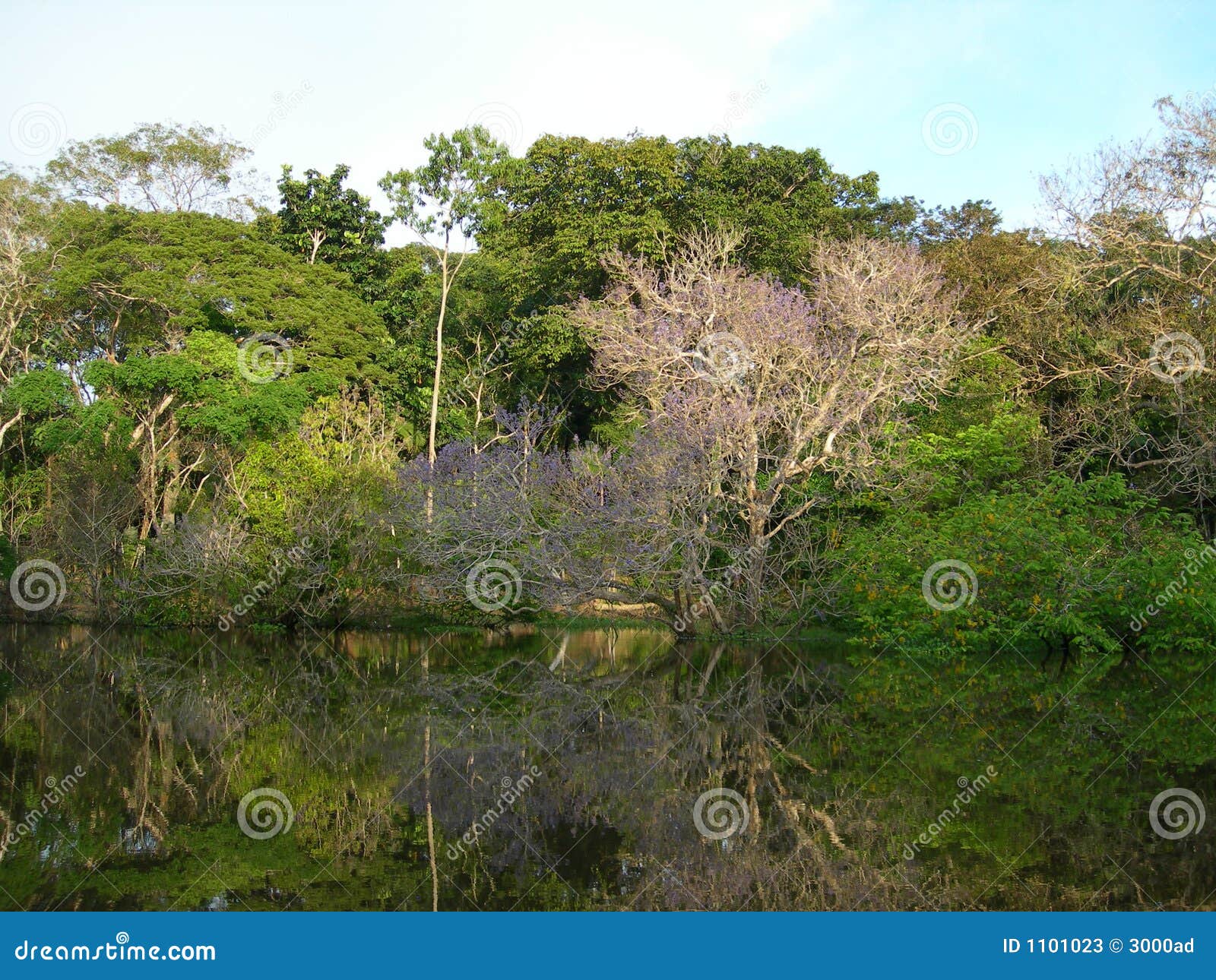 Tropischer Wald Auf Dem Amazonas-Fluss Stockbild - Bild von wald ...