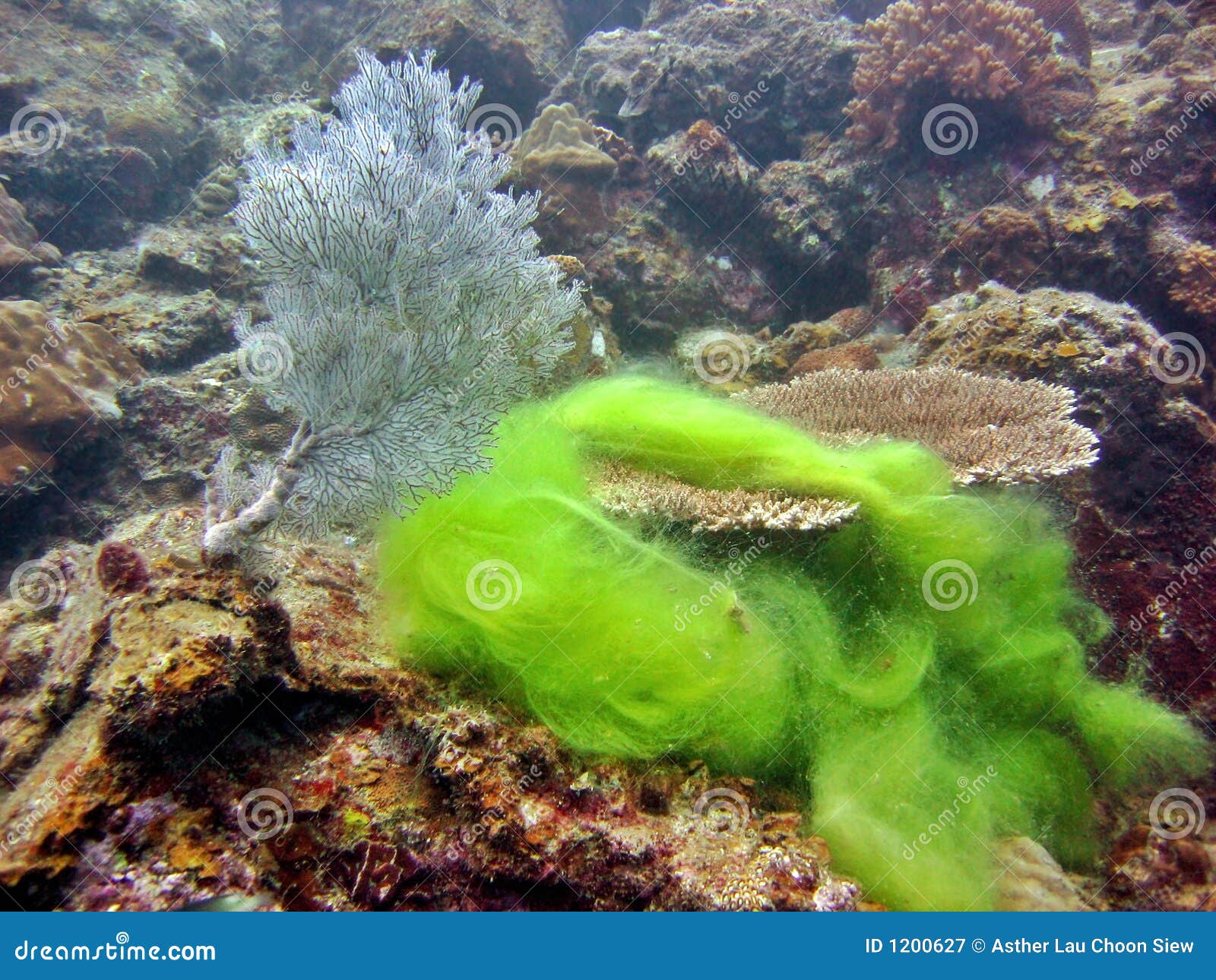 Tropisches Riff stockbild. Bild von koralle, weich, unterwasser - 1200627