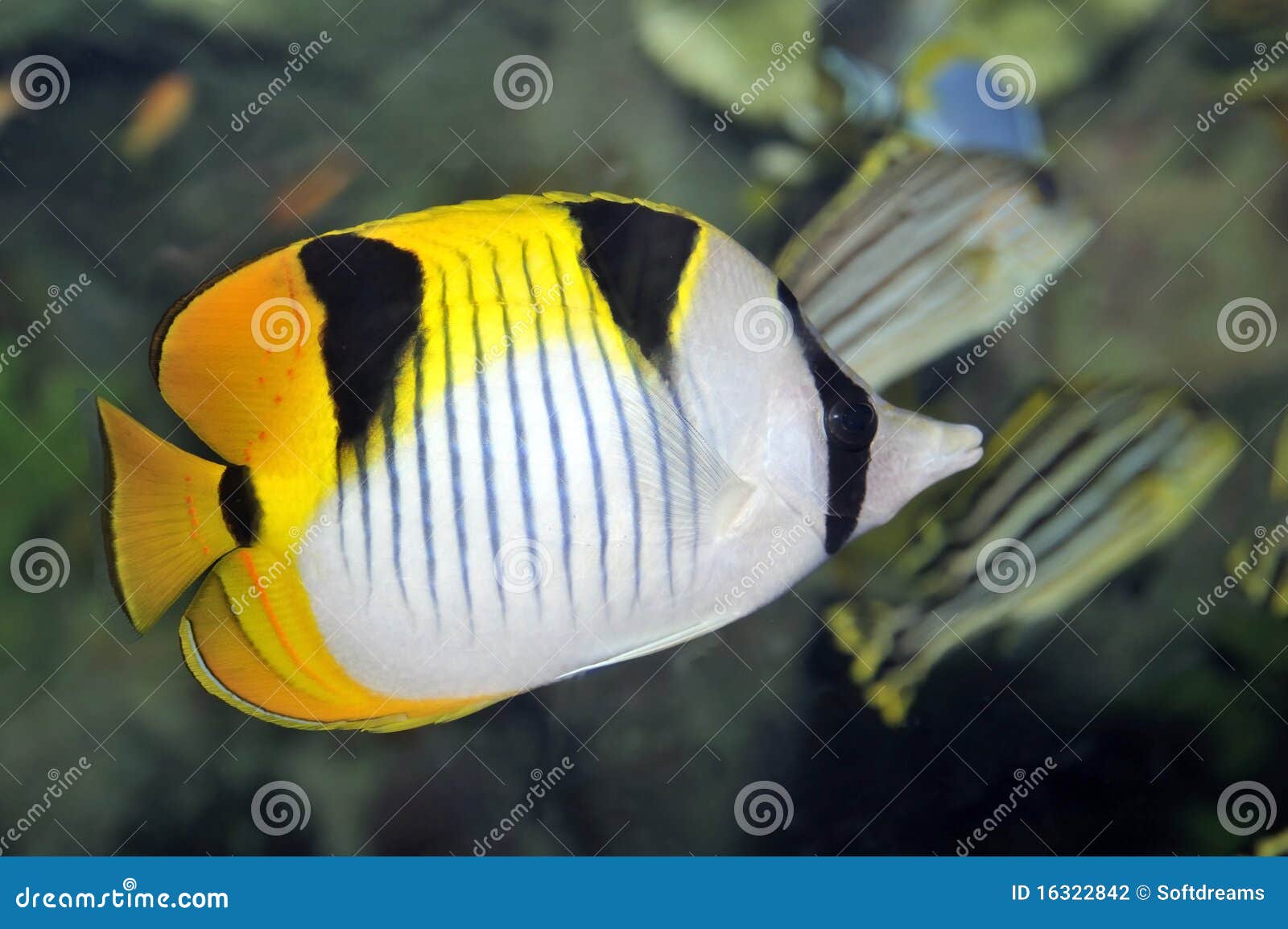 Tropisk fisk arkivfoto. Bild av vitt, fisk, akvarium - 16322842