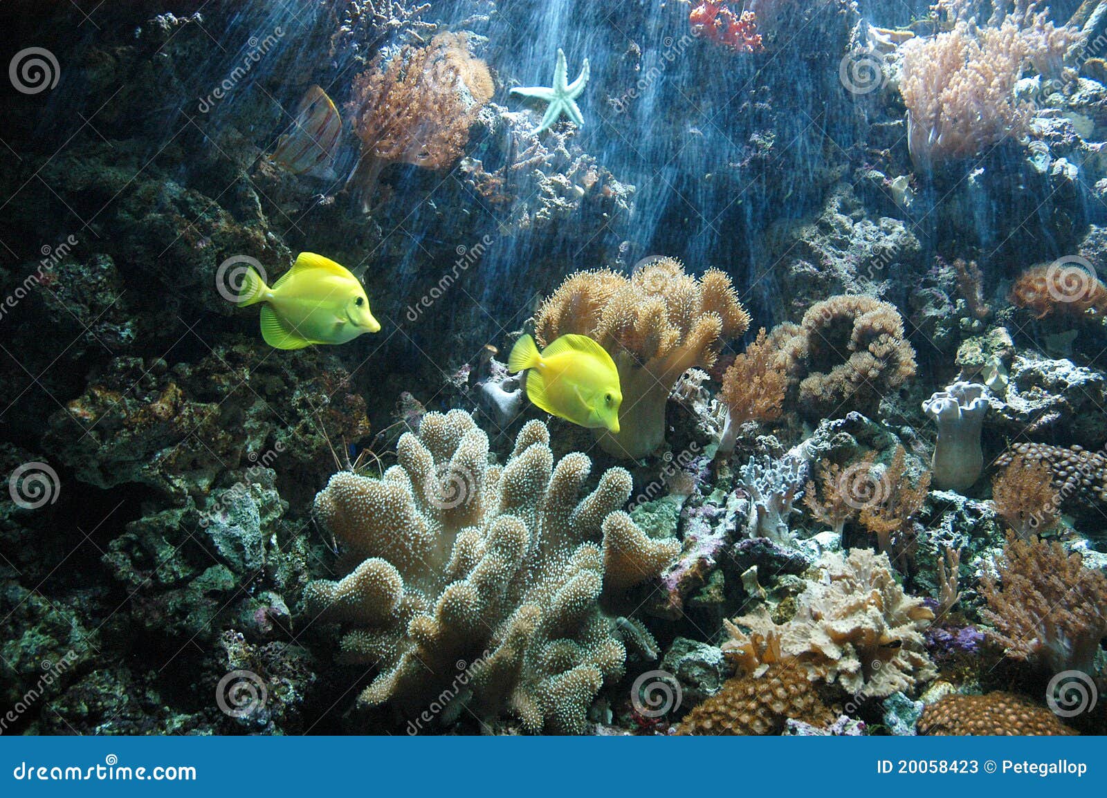 Tropisk fisk fotografering för bildbyråer. Bild av sjöstjärna - 20058423
