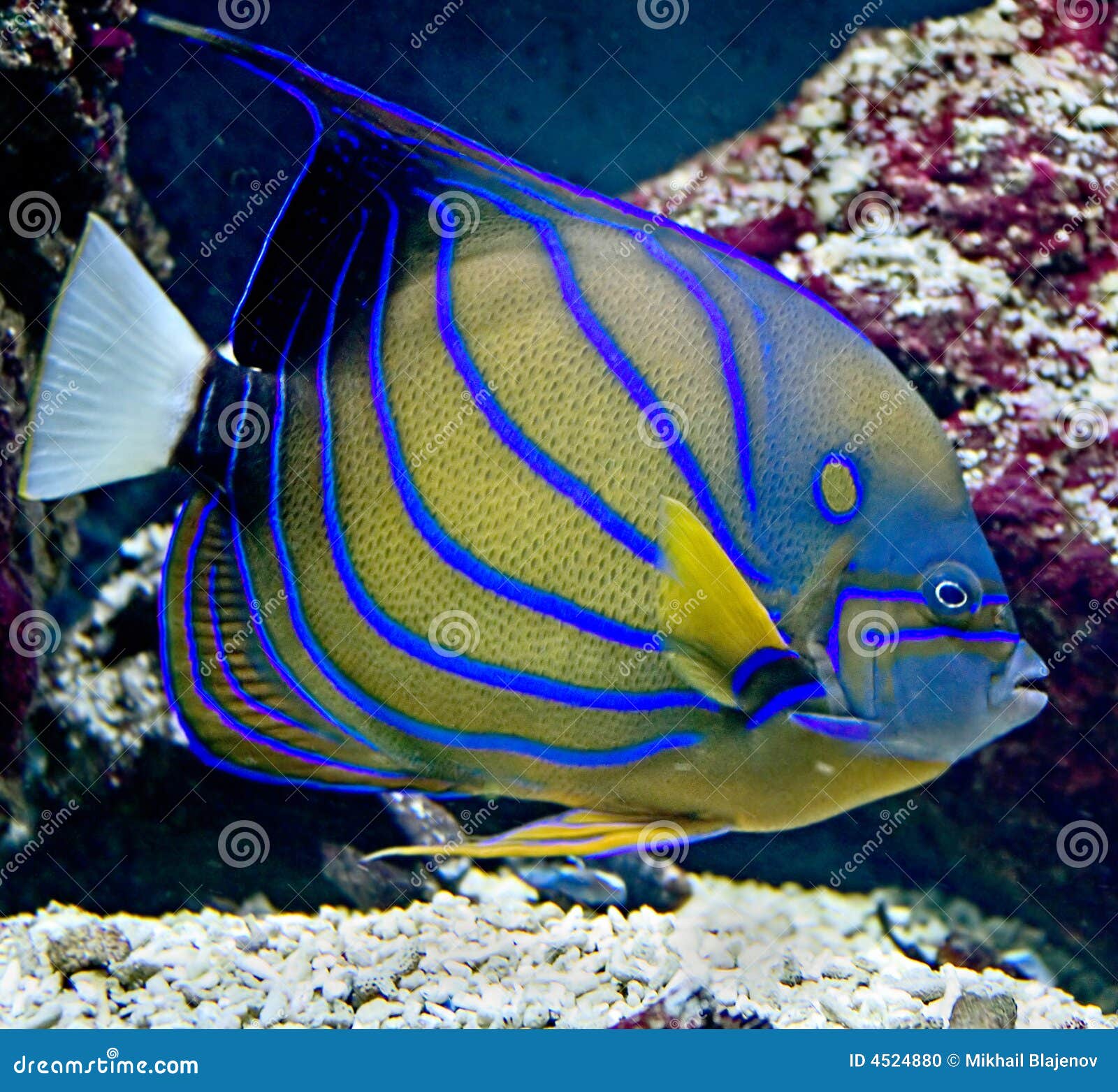 Tropisk fisk 23 arkivfoto. Bild av angus, plankton, kallblodig - 4524880