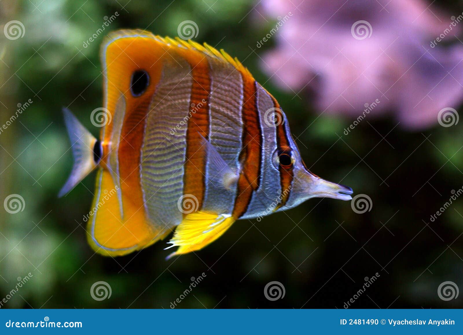 Tropisk fisk 37 arkivfoto. Bild av härlig, turkos, fena - 2481490