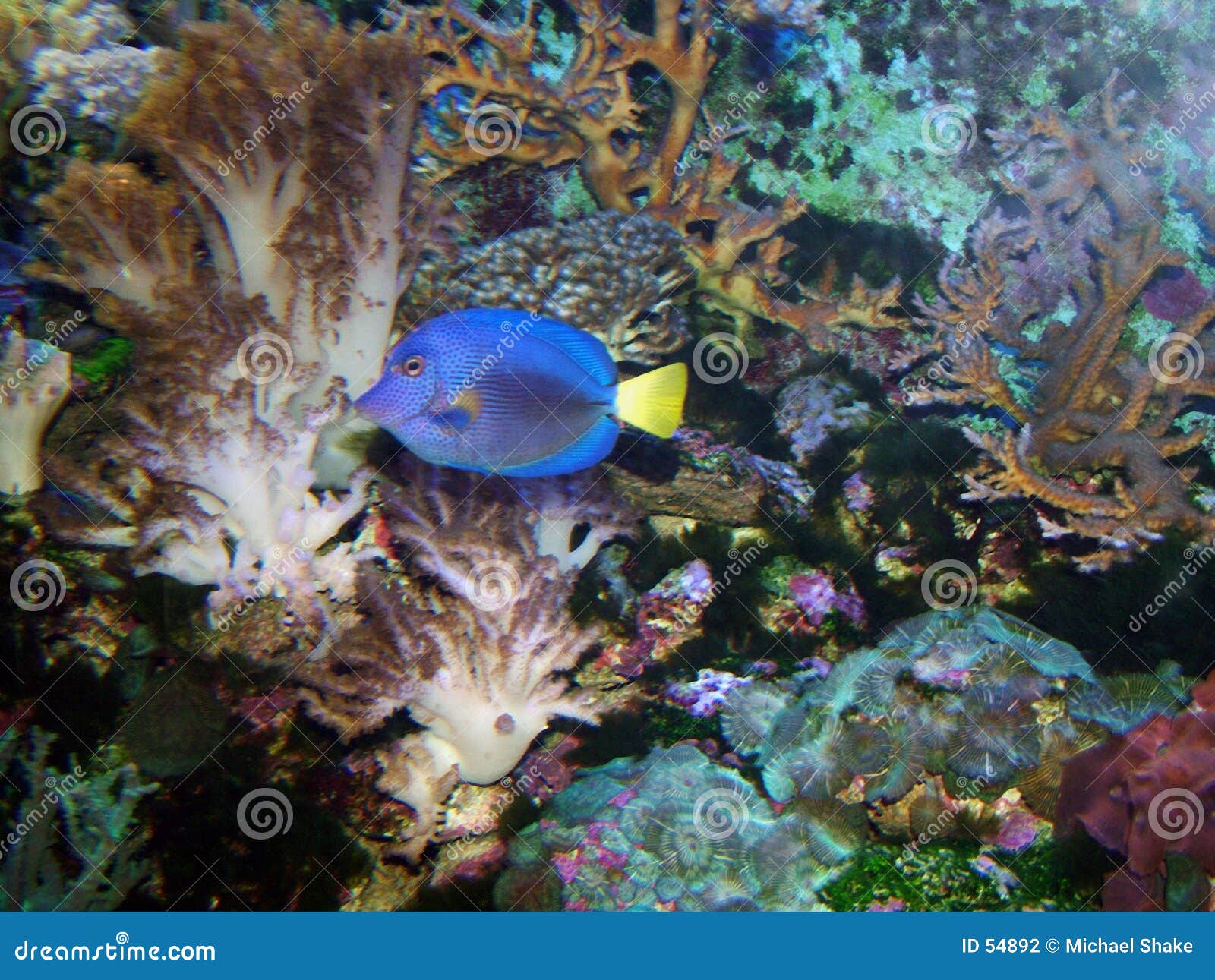 Tropisk fisk arkivfoto. Bild av vattenlevande, abstrakt - 54892