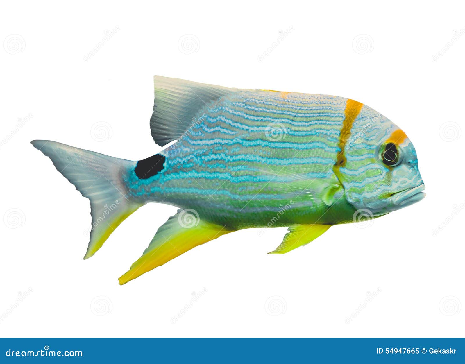 Tropisk fisk fotografering för bildbyråer. Bild av vibrerande - 54947665