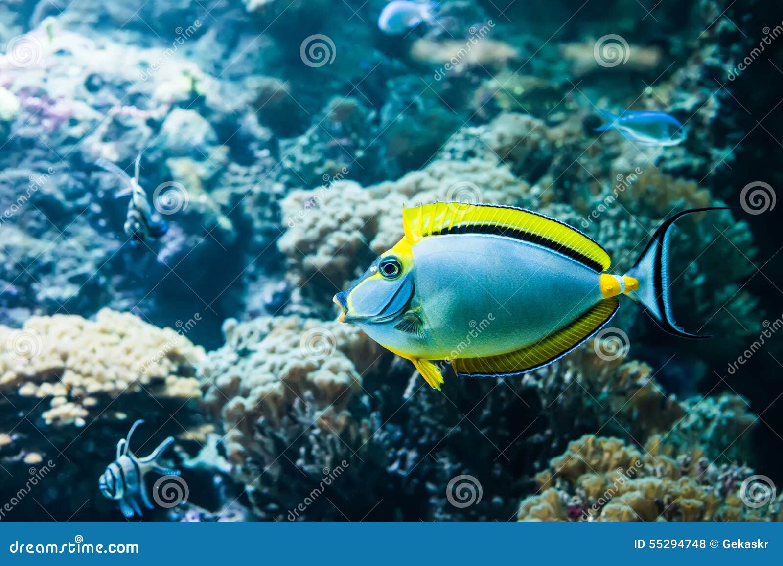 Tropisk fisk arkivfoto. Bild av bubblade, bakgrund, rörlig - 55294748