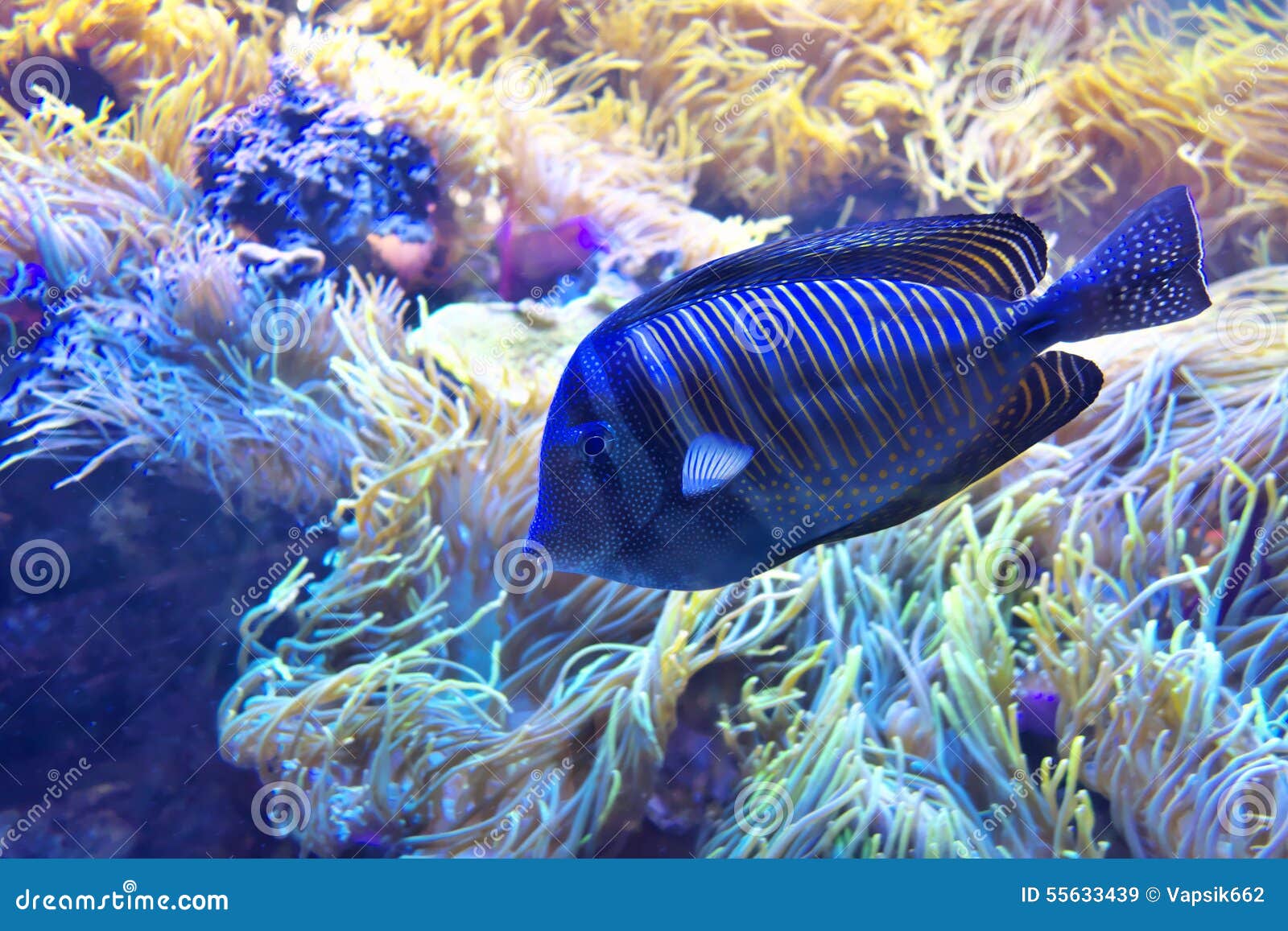 Tropisk fisk fotografering för bildbyråer. Bild av akvarium - 55633439